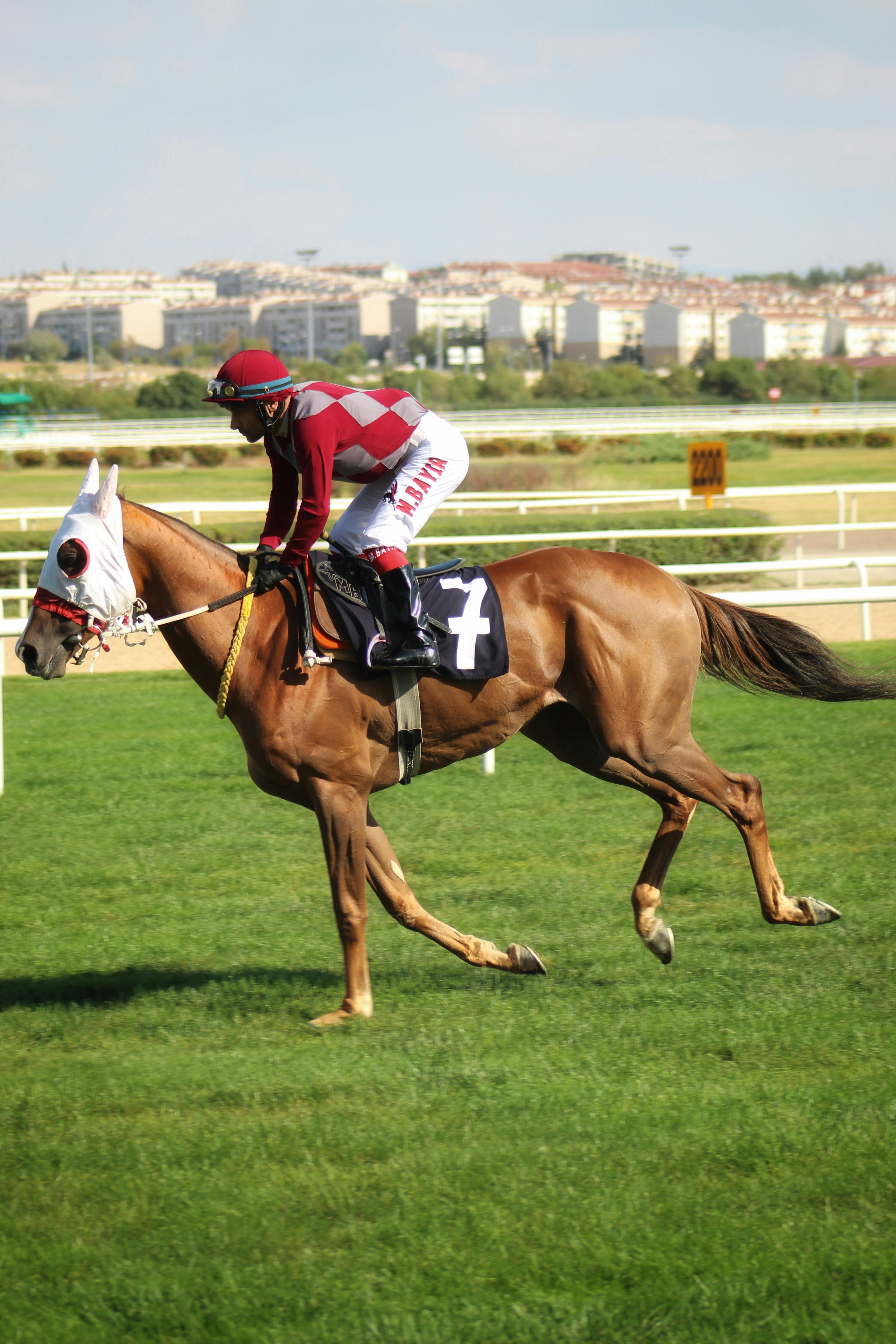 Photo gratuite de action, animal, athlète, cavalier, cheval, cheval de ...