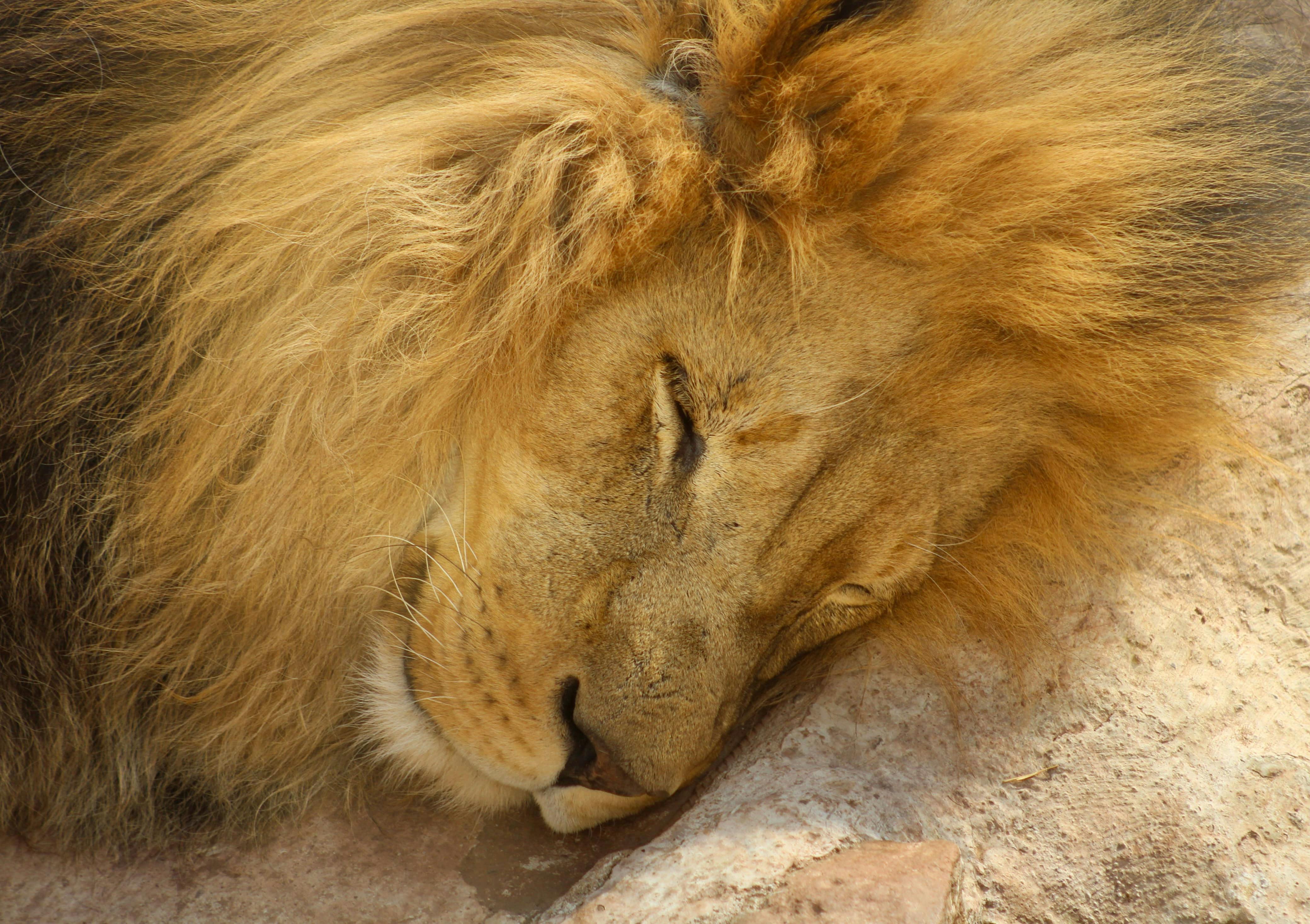 Clsoe-up of the Head of a Sleeping Lion · Free Stock Photo