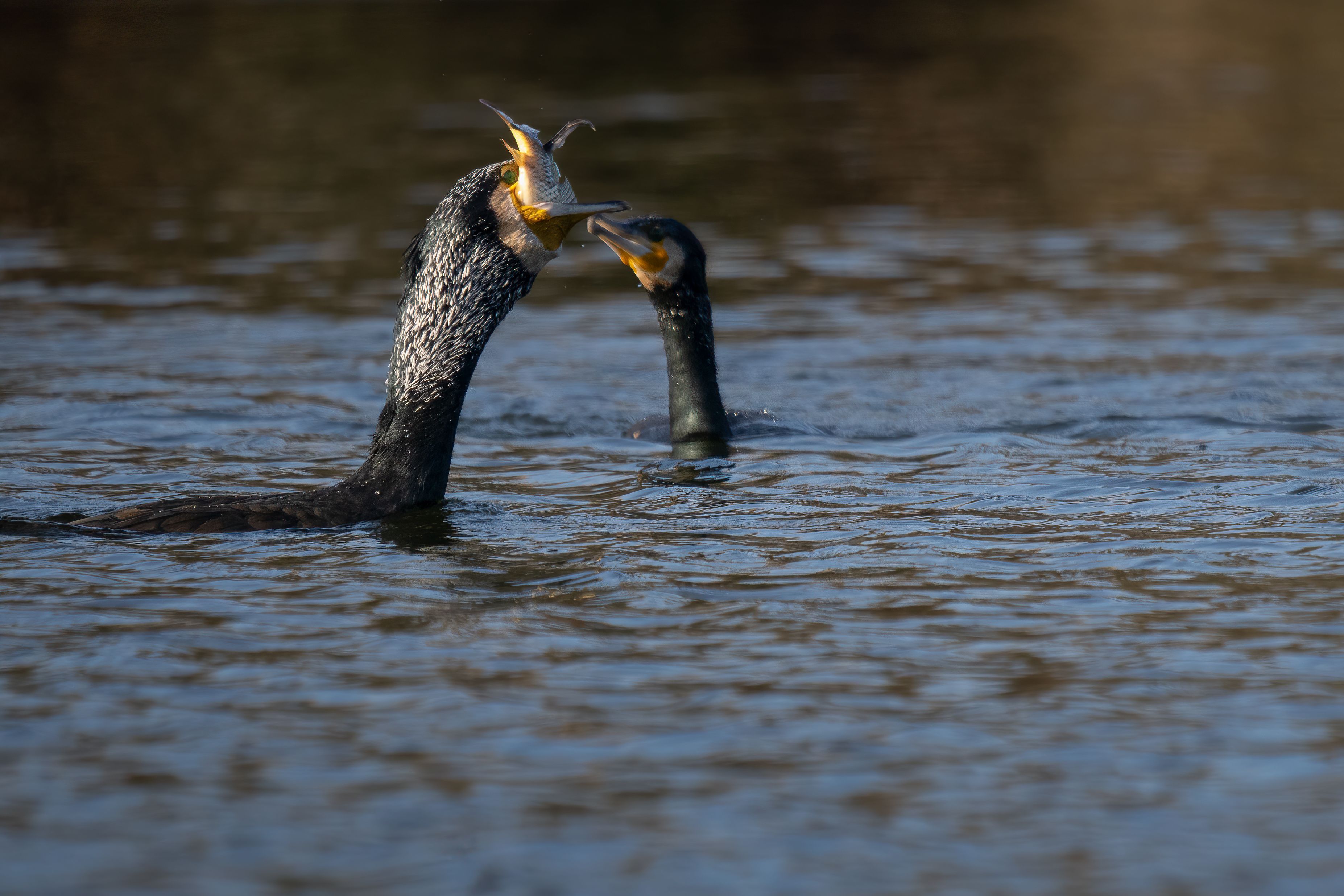 Duck Eat Fish Photos, Download The BEST Free Duck Eat Fish Stock Photos ...