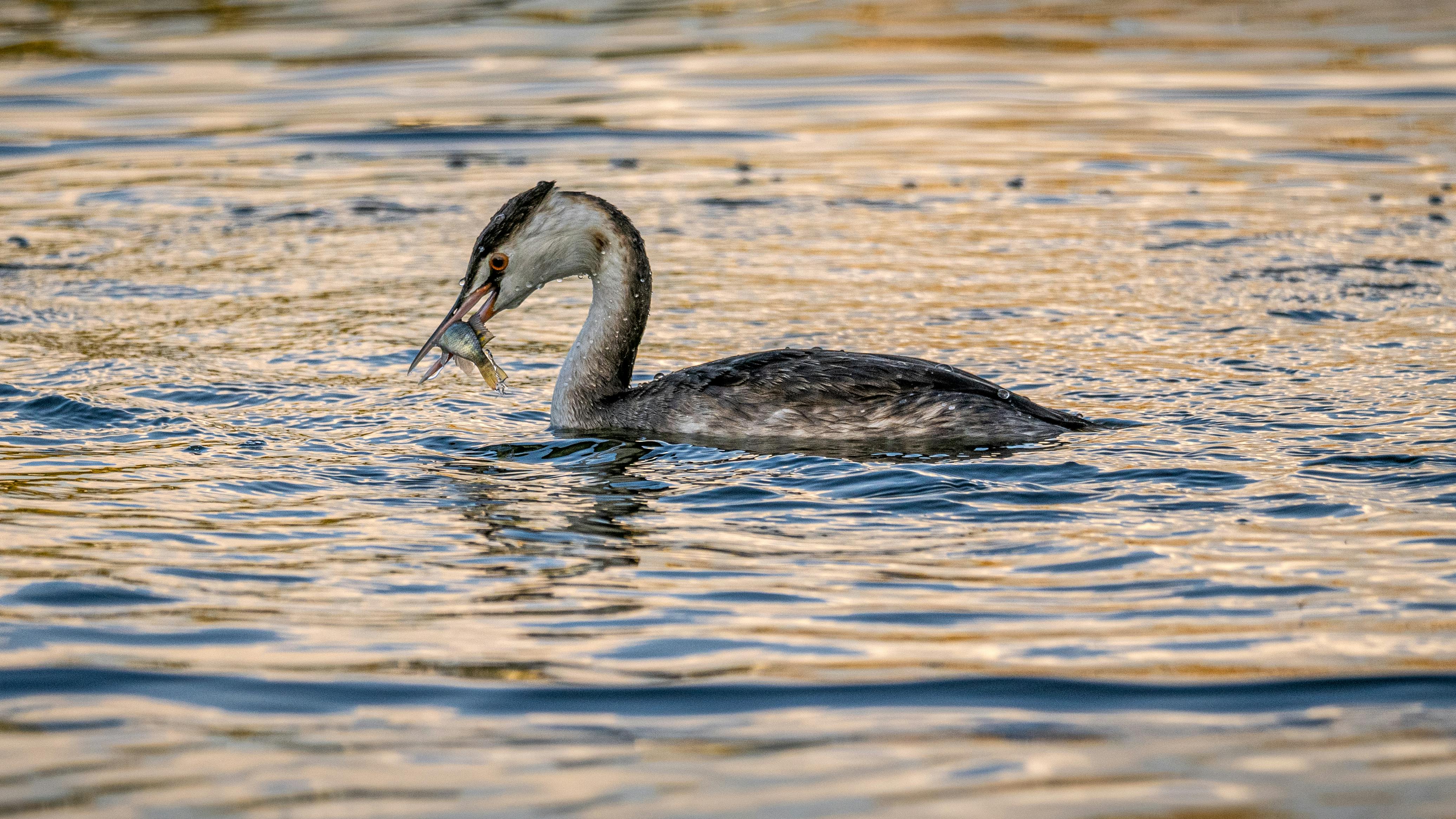 Bird Eating a Fish in a Pond · Free Stock Photo