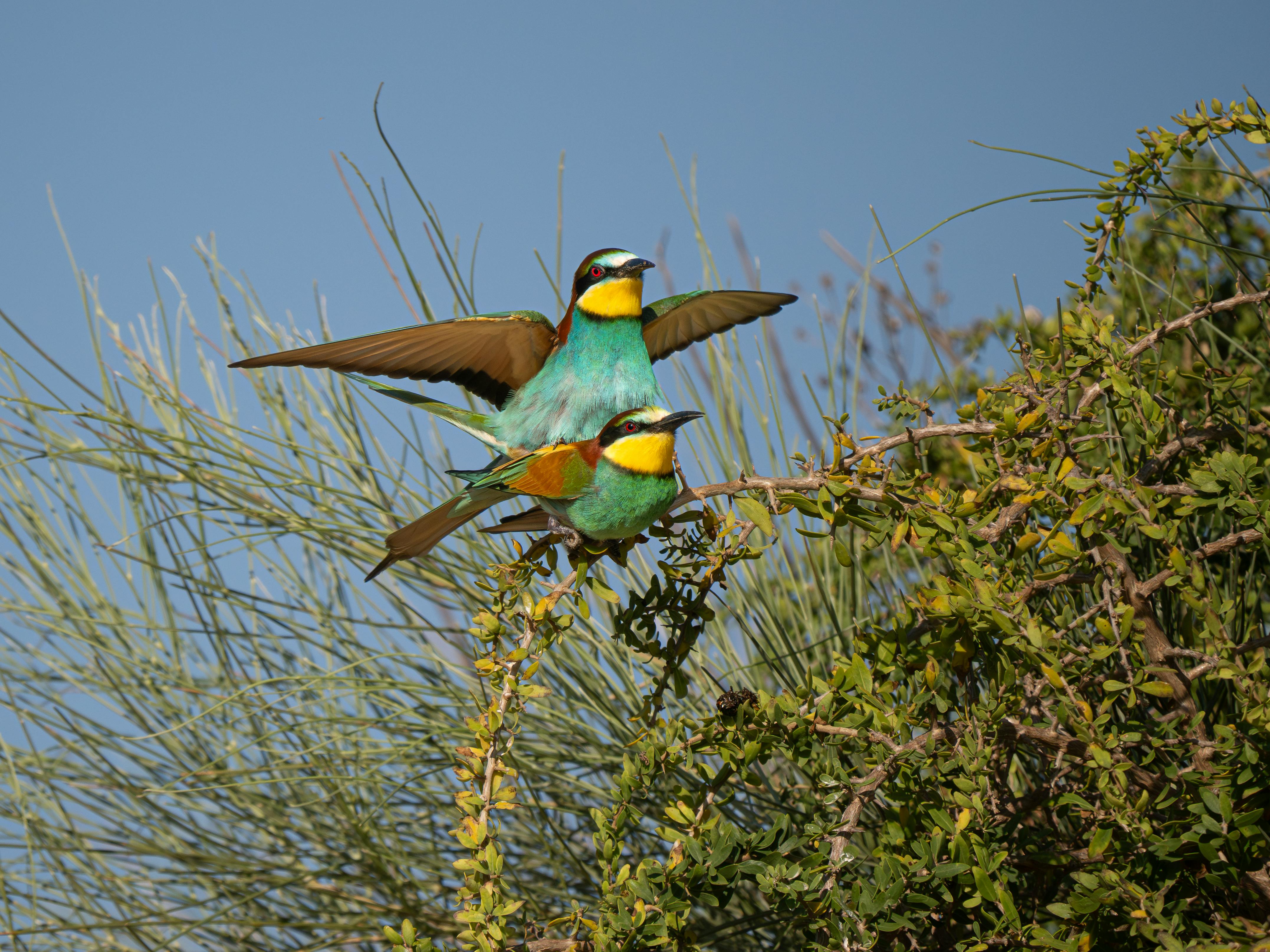 European Bee-eater Couple Reproducing · Free Stock Photo