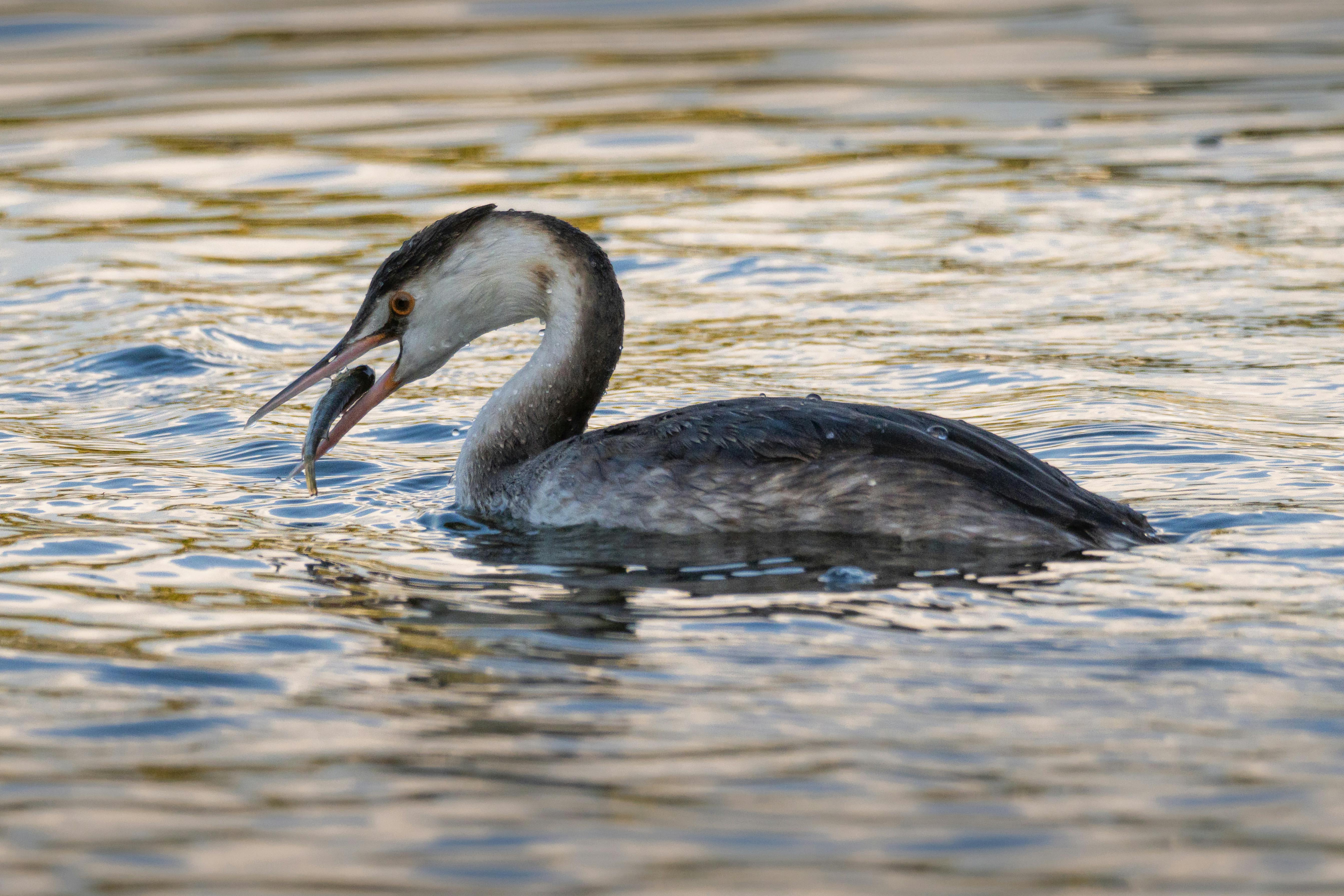 Great Crested Grebe with Fish · Free Stock Photo