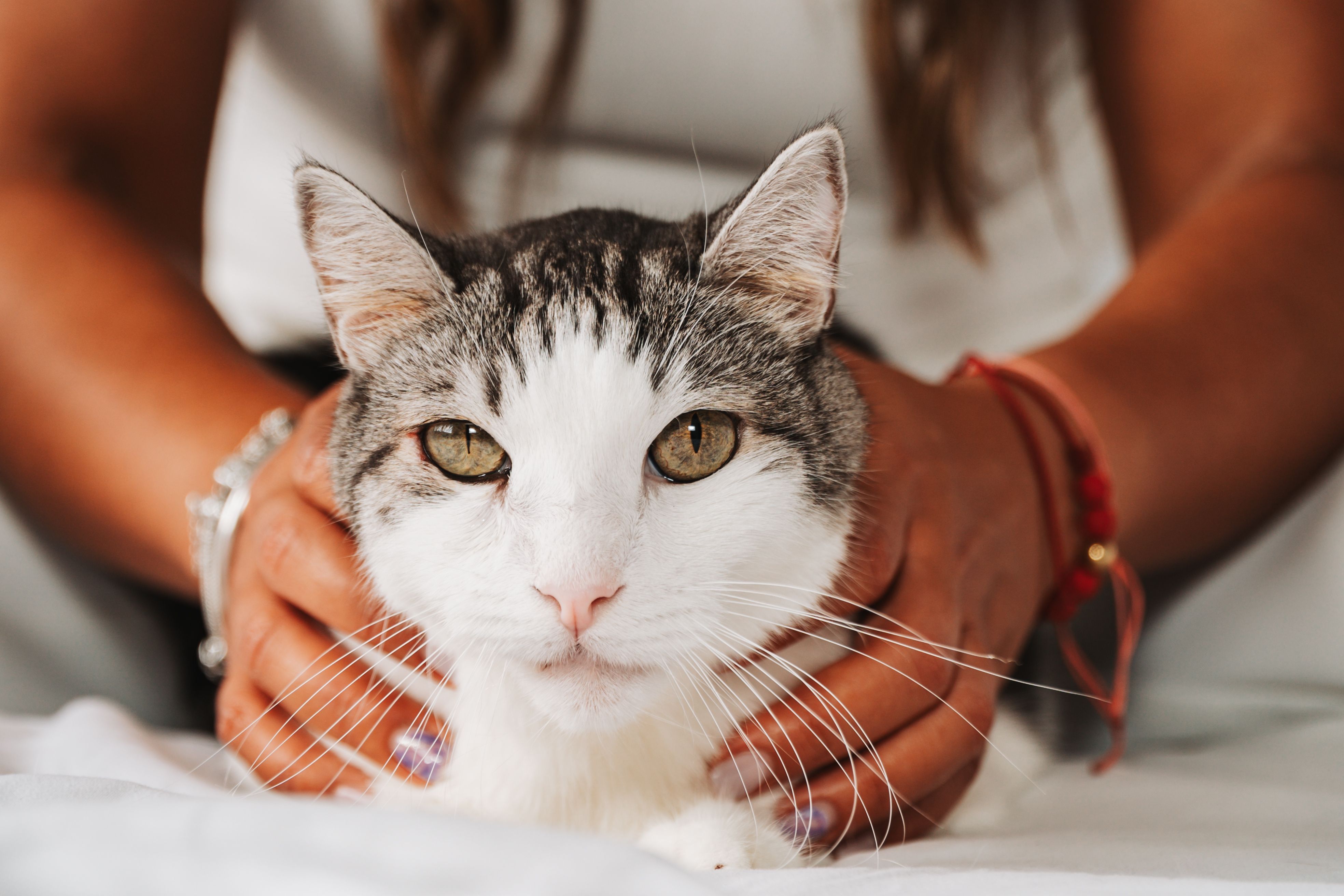 Woman Hands Holding Cat · Free Stock Photo