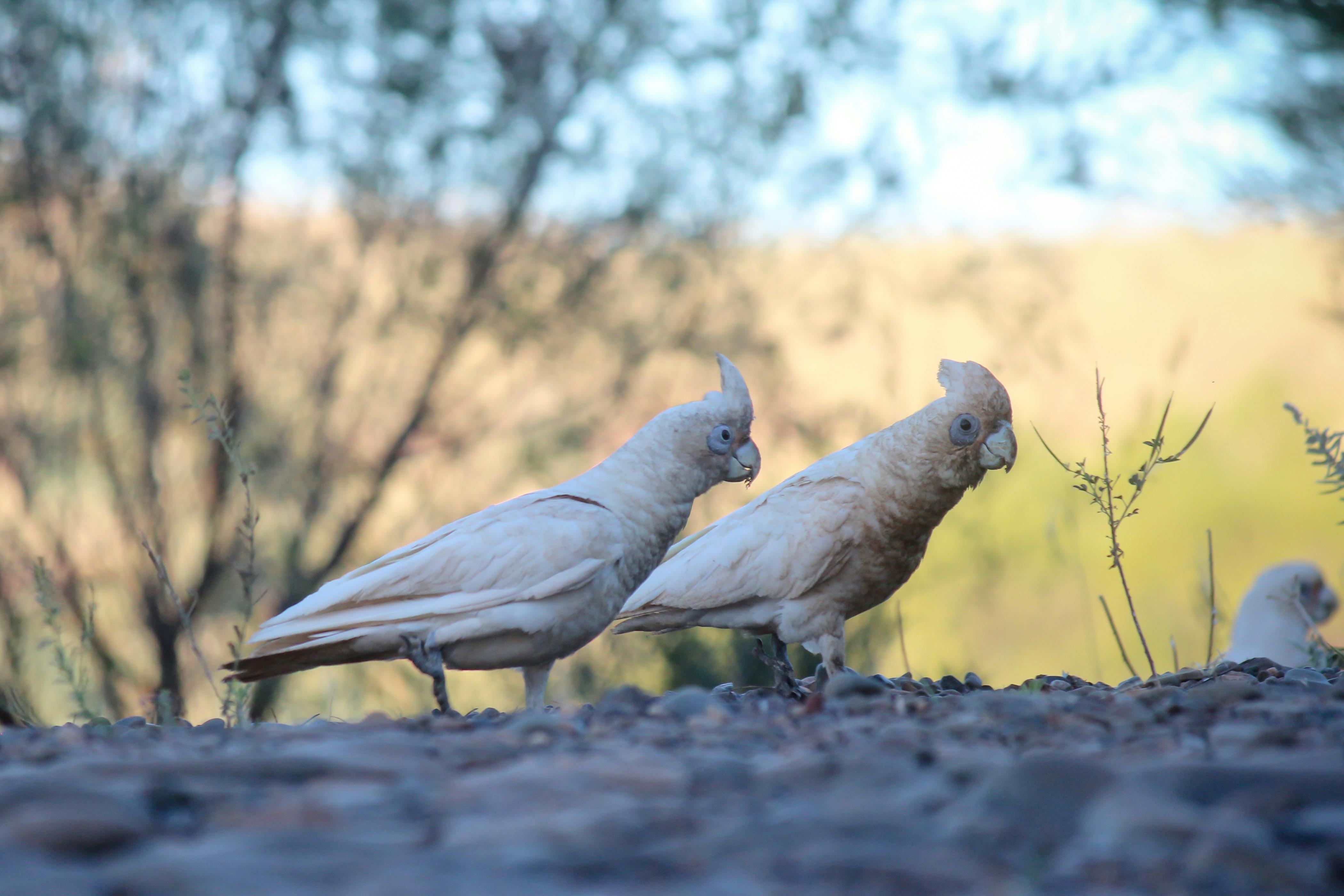 Two Cockatoos · Free Stock Photo
