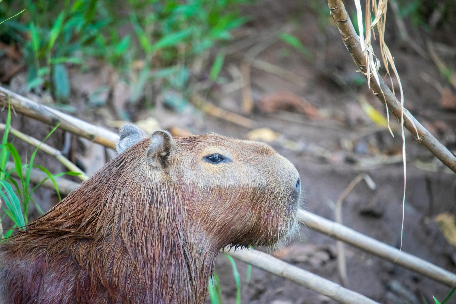 Capybara Photos, Download The BEST Free Capybara Stock Photos & HD Images