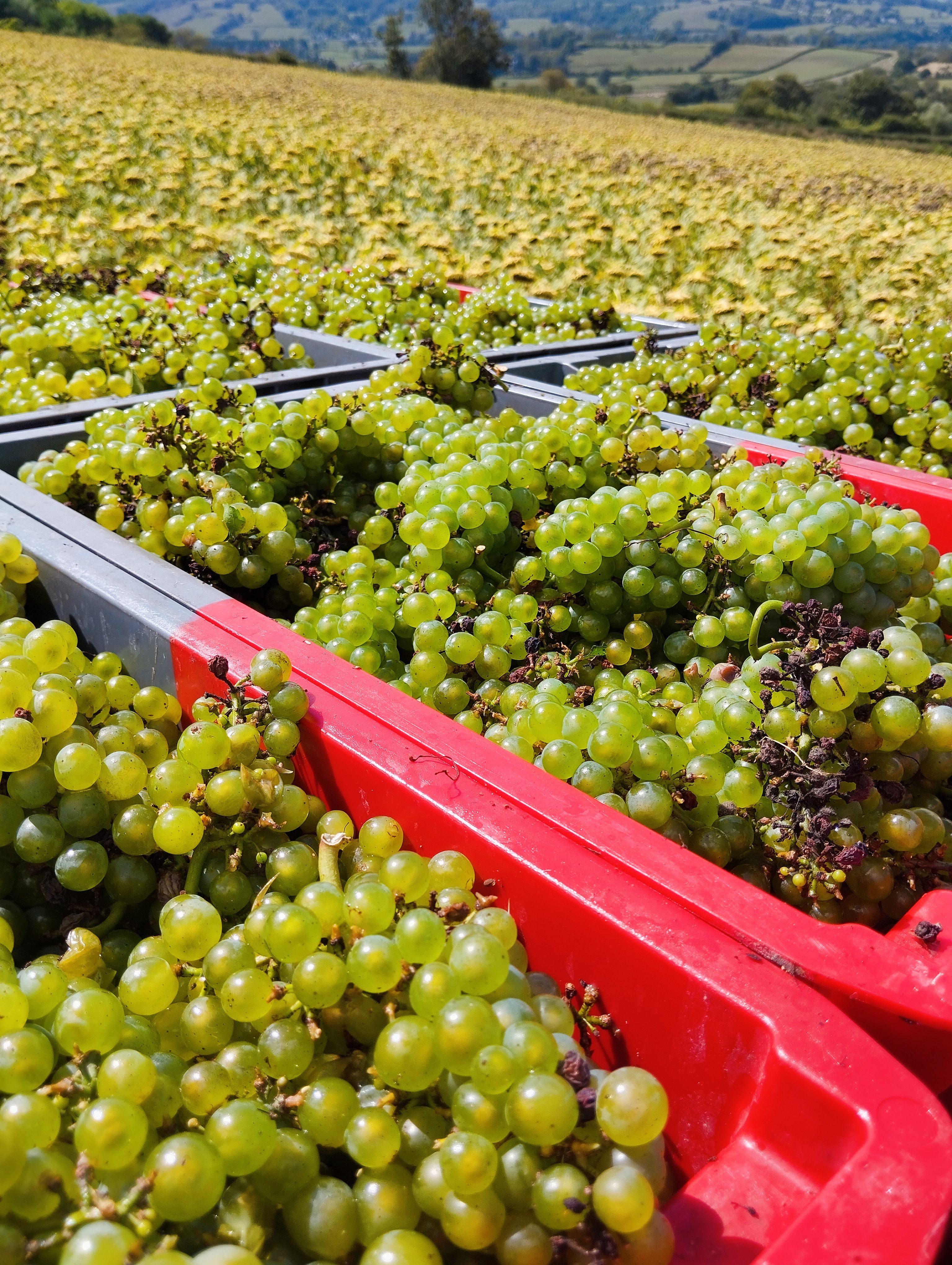 Abundance of Grapes at Vineyard · Free Stock Photo