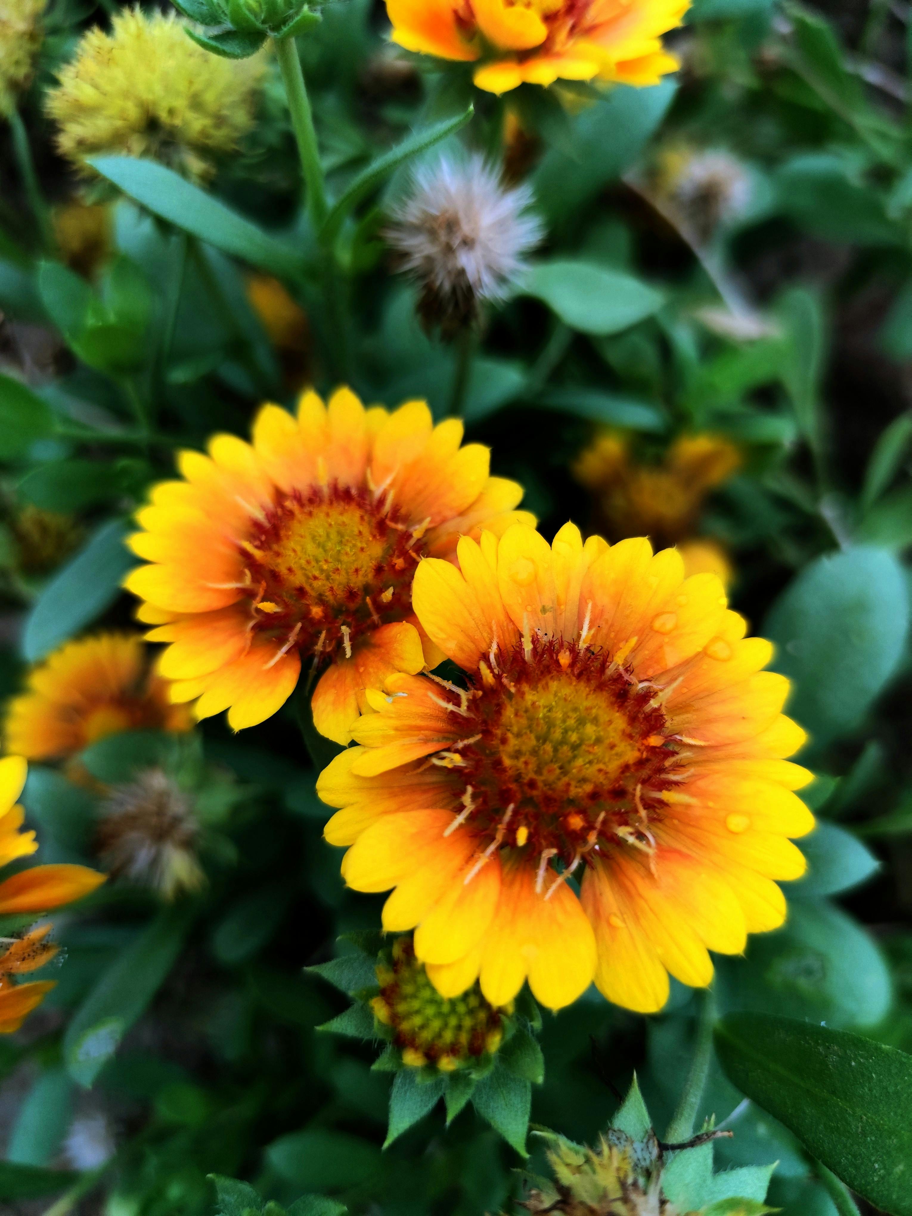 Decorative Blooming Gailardias · Free Stock Photo