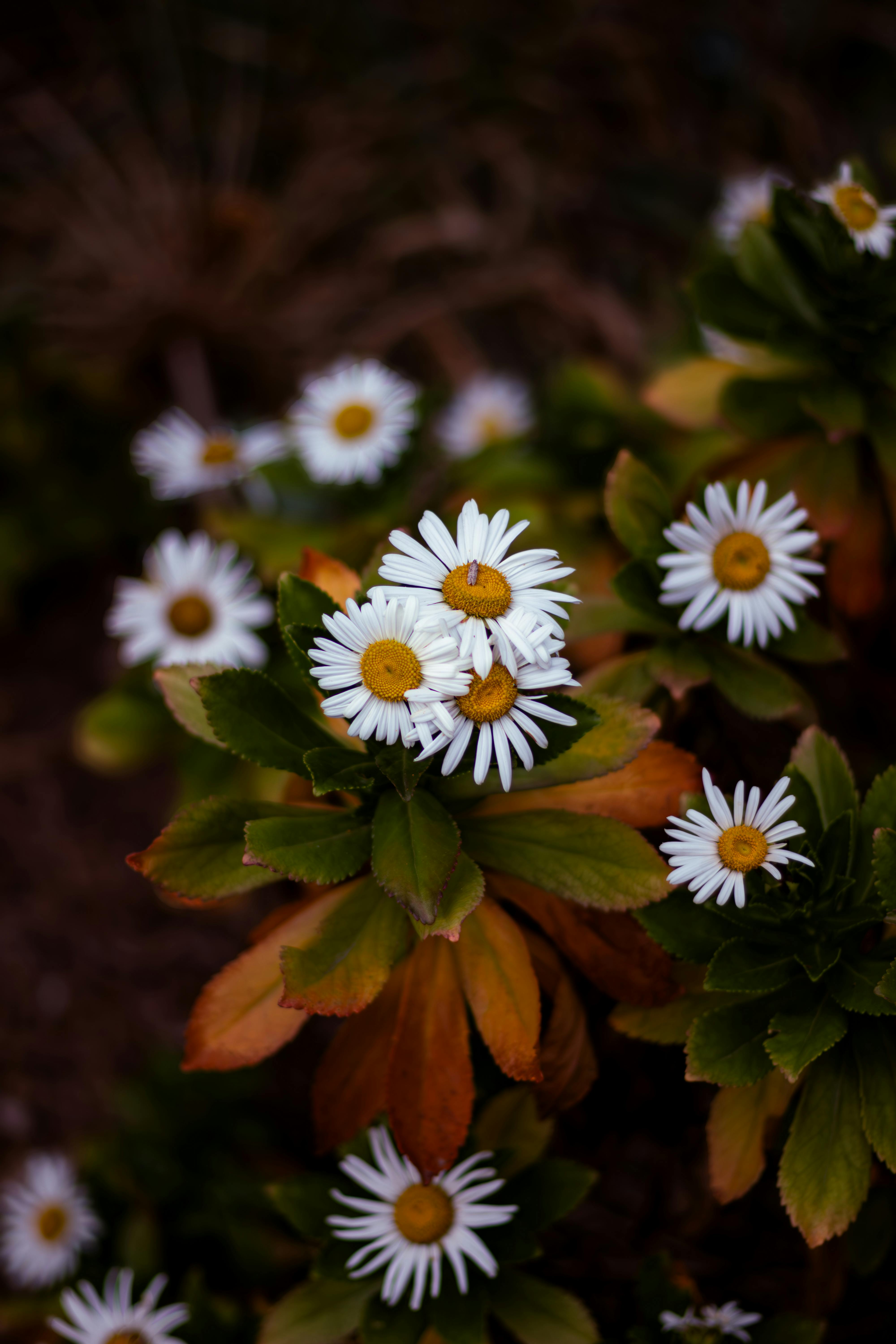 Close-up of Daisies between Autumnal Leaves · Free Stock Photo