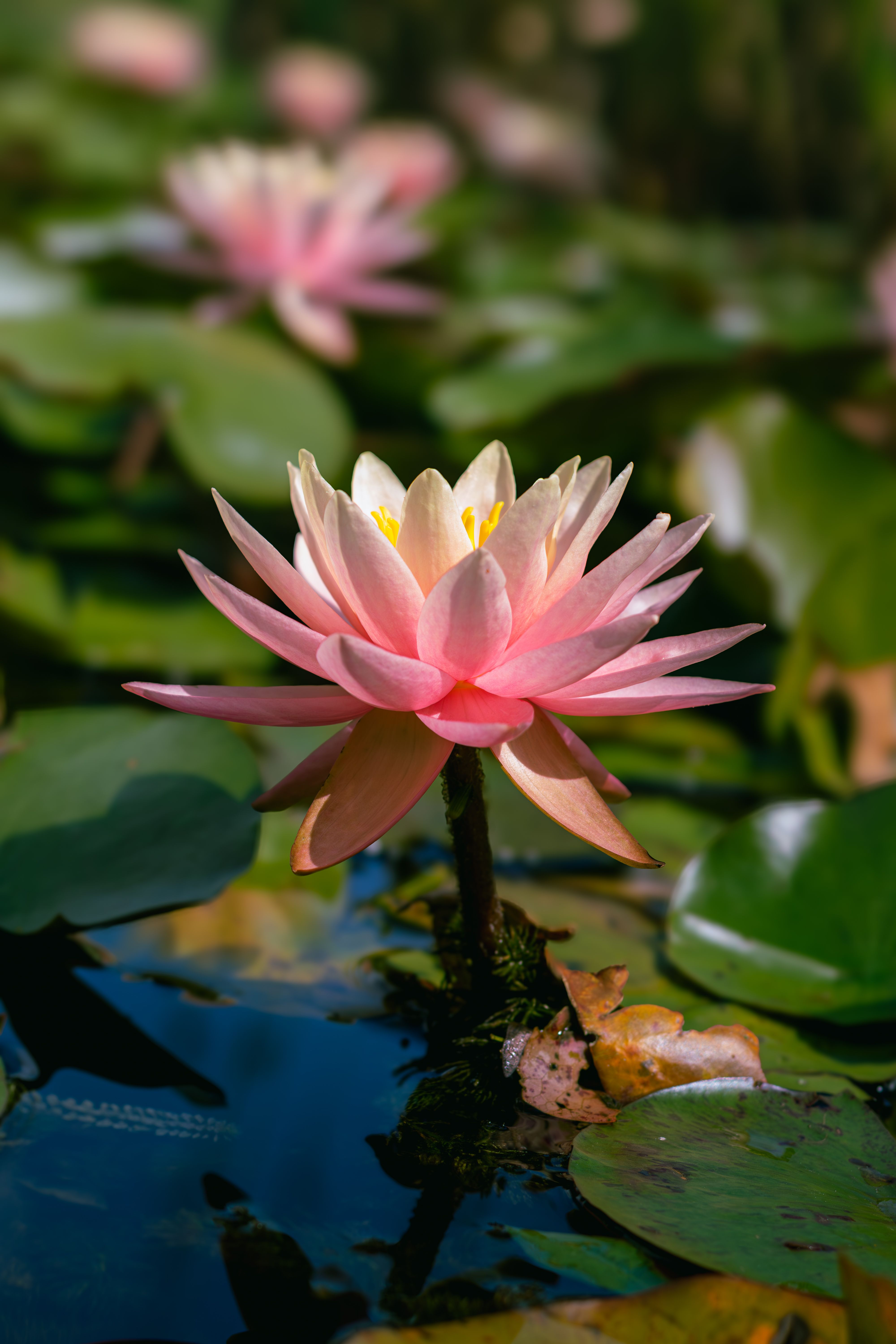 Flowering Lotus on Water · Free Stock Photo