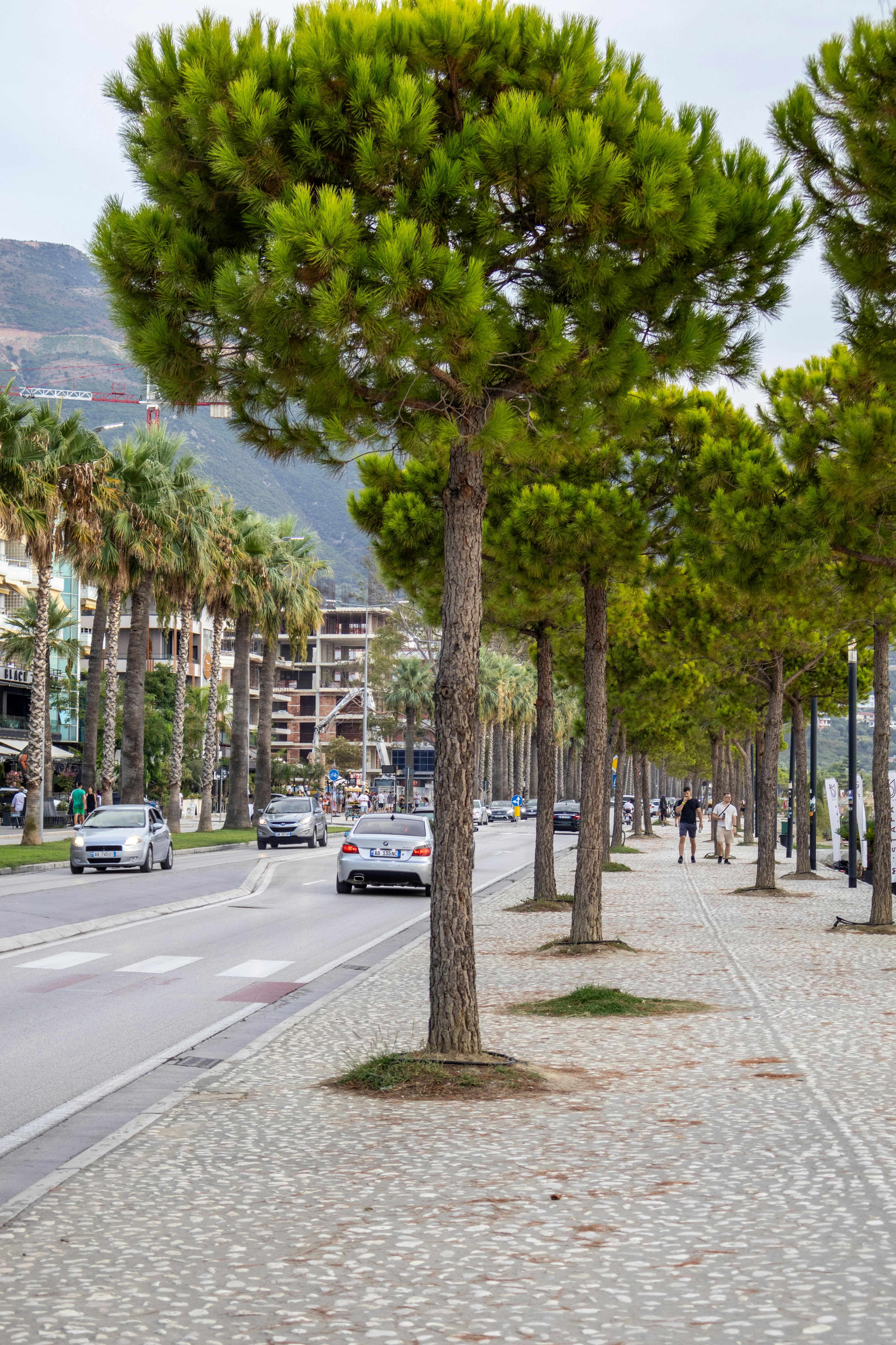 Tree-Lined Boulevard in Vlora, Albania · Free Stock Photo