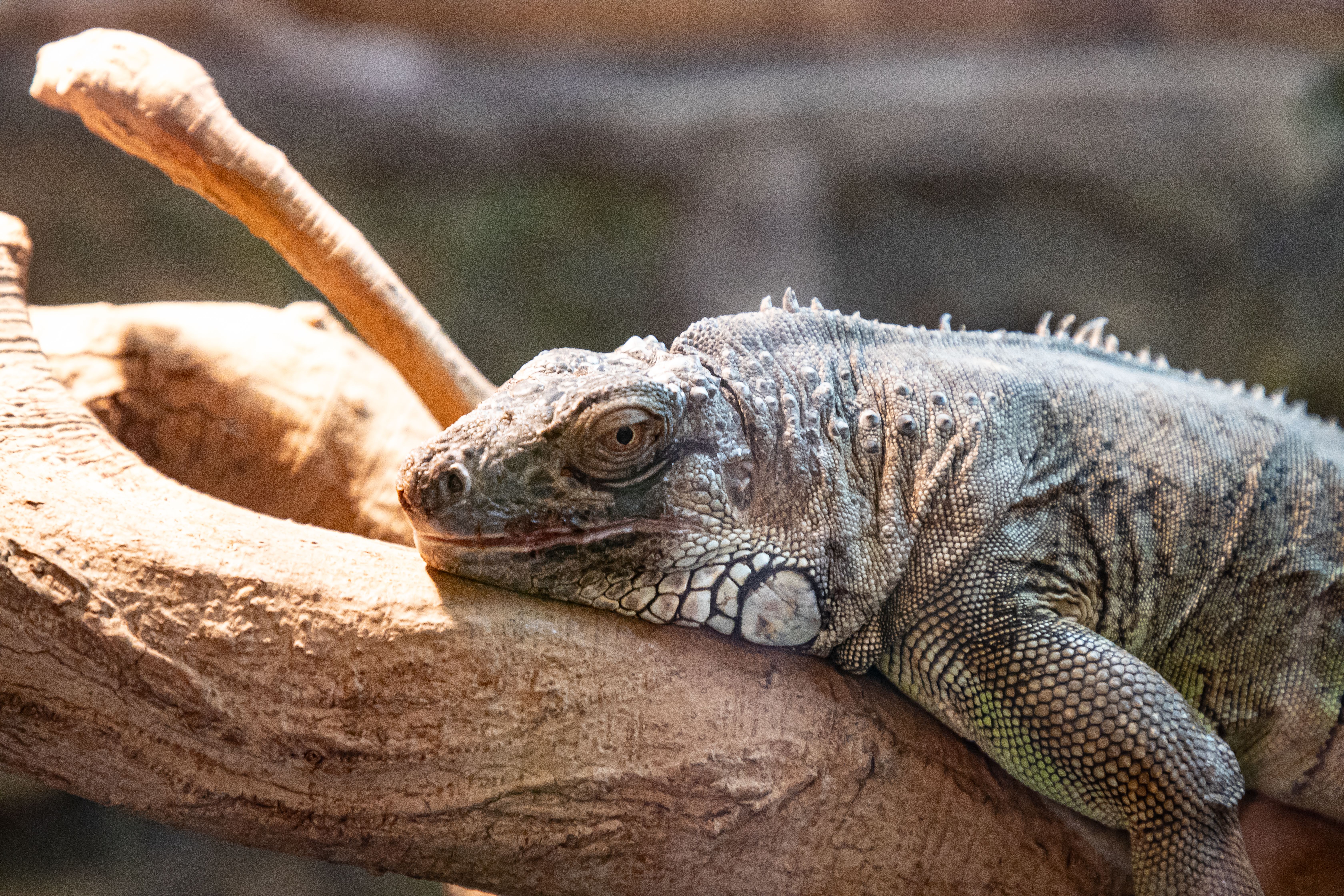 A large iguana is resting on a branch · Free Stock Photo