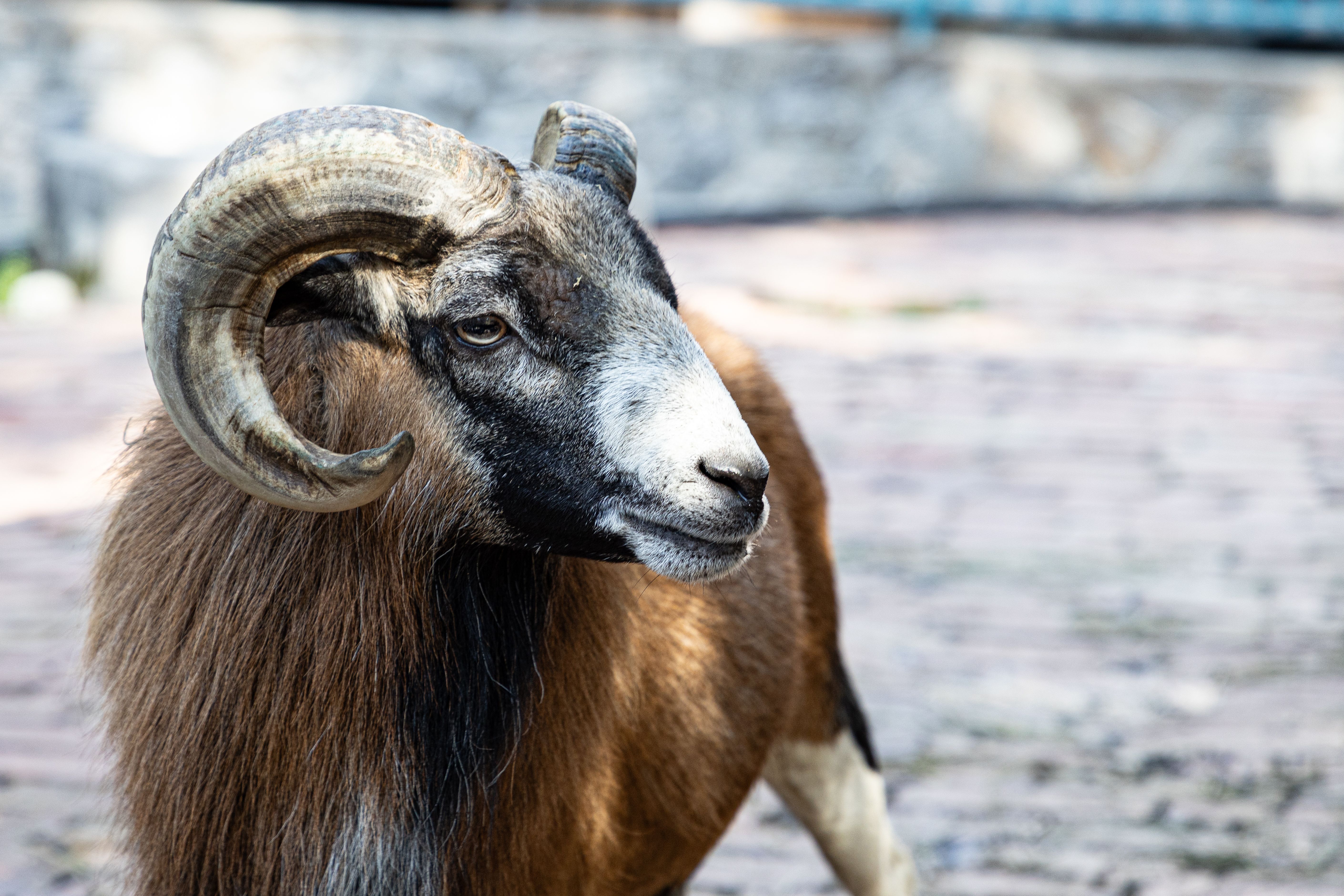 A ram with long horns standing on a brick road · Free Stock Photo