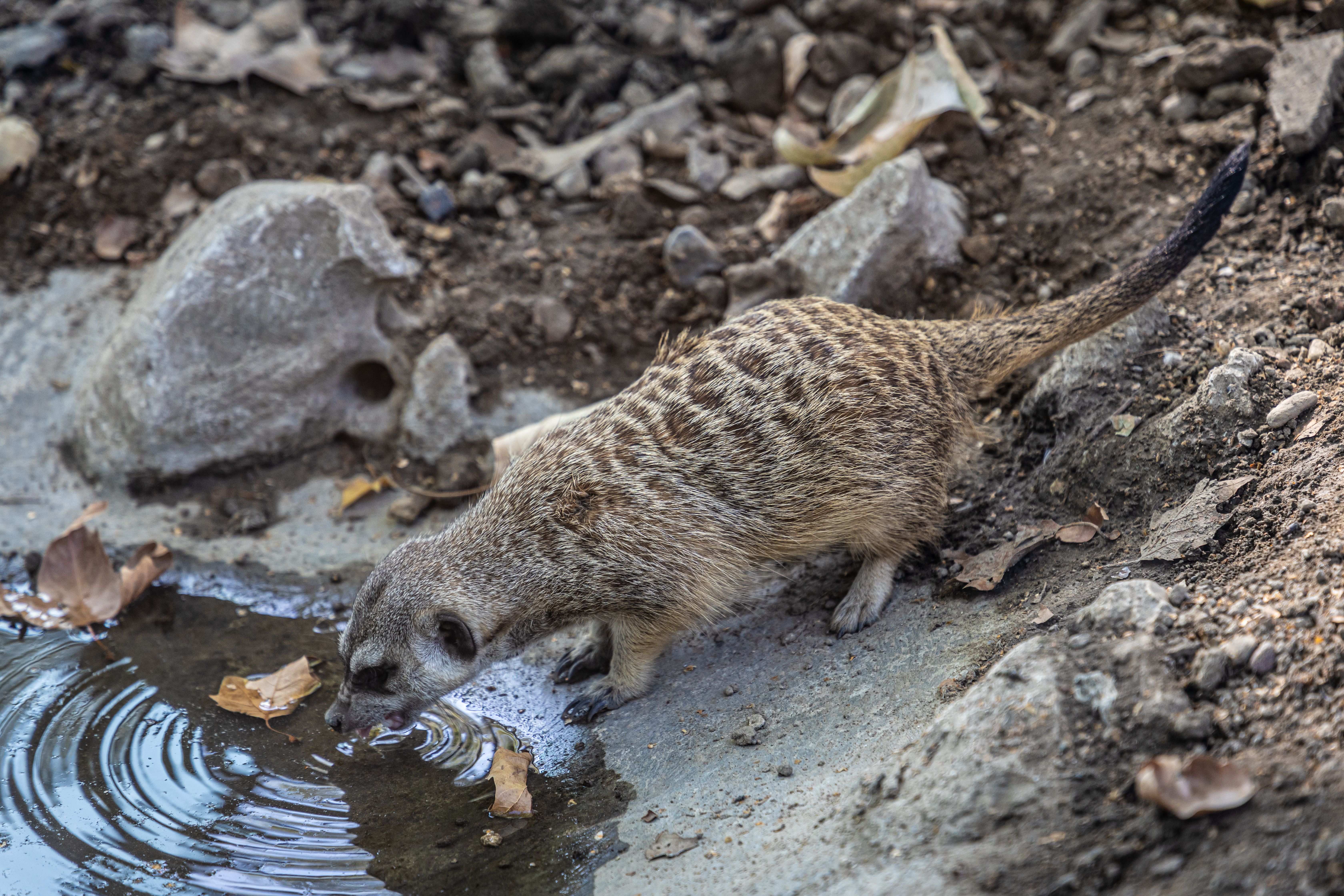 Close-up of a Meerkat Drinking Water from a Pond · Free Stock Photo