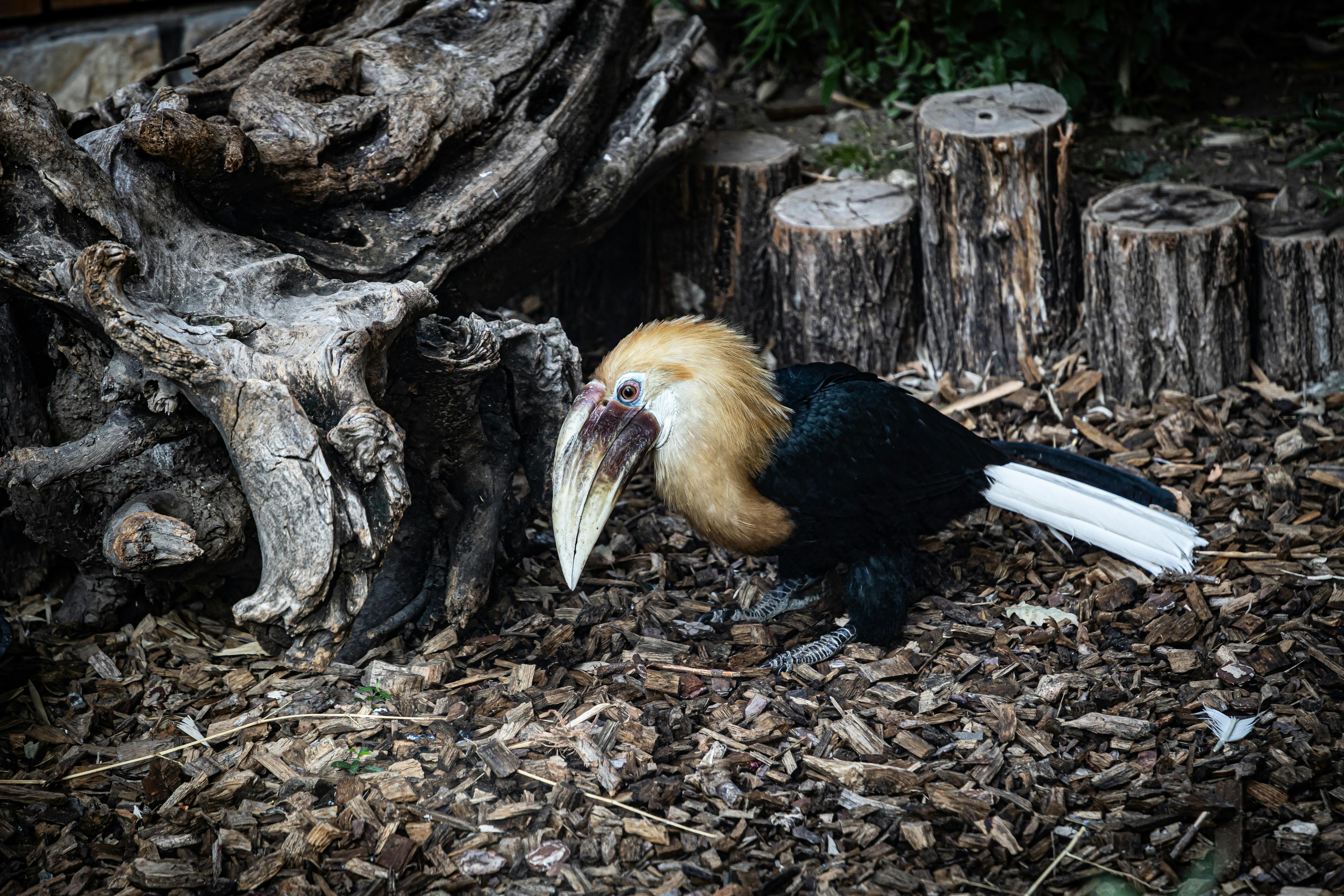 Papuan Hornbill in Enclosure · Free Stock Photo