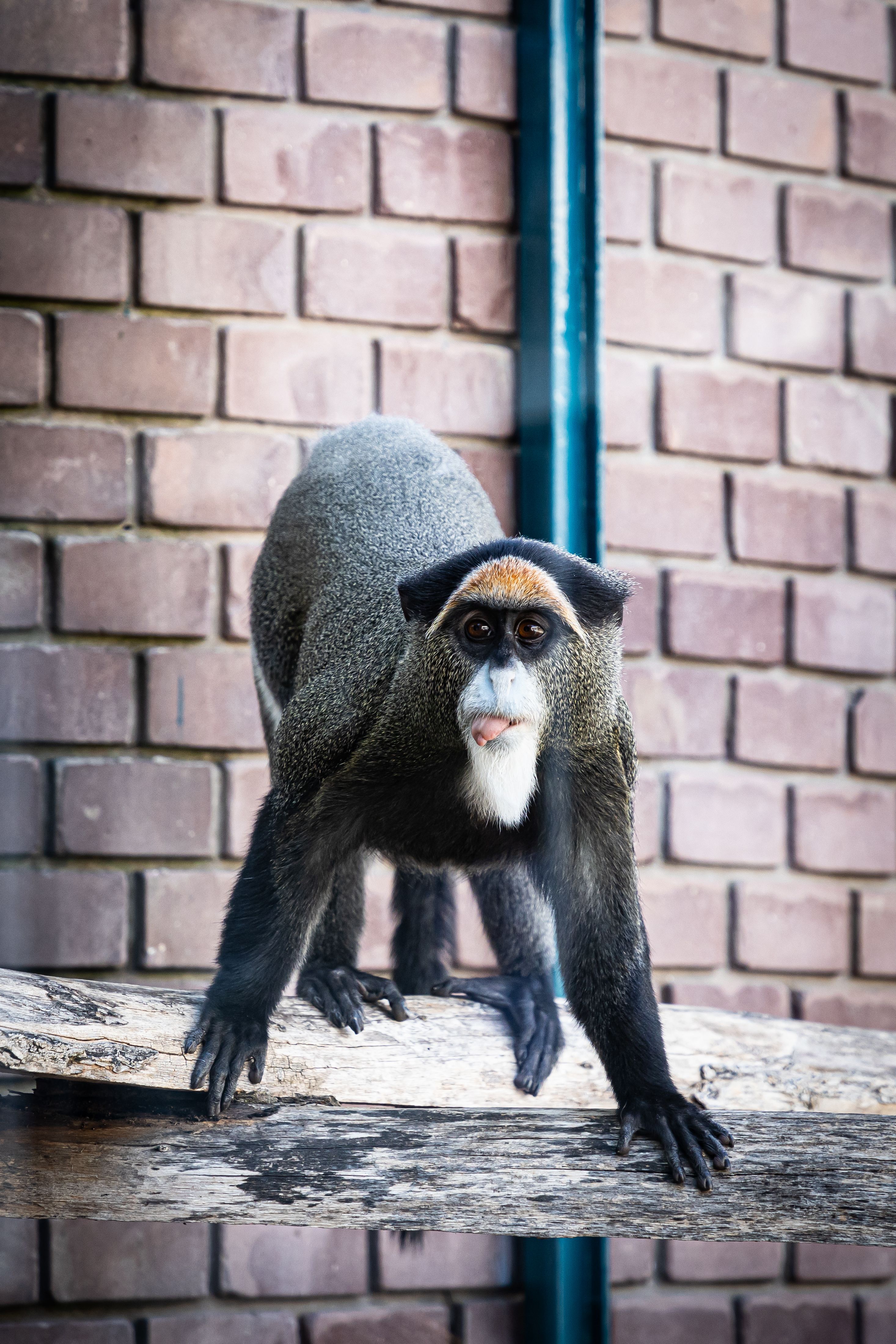 Monkey Standing on Wood in Enclosure · Free Stock Photo