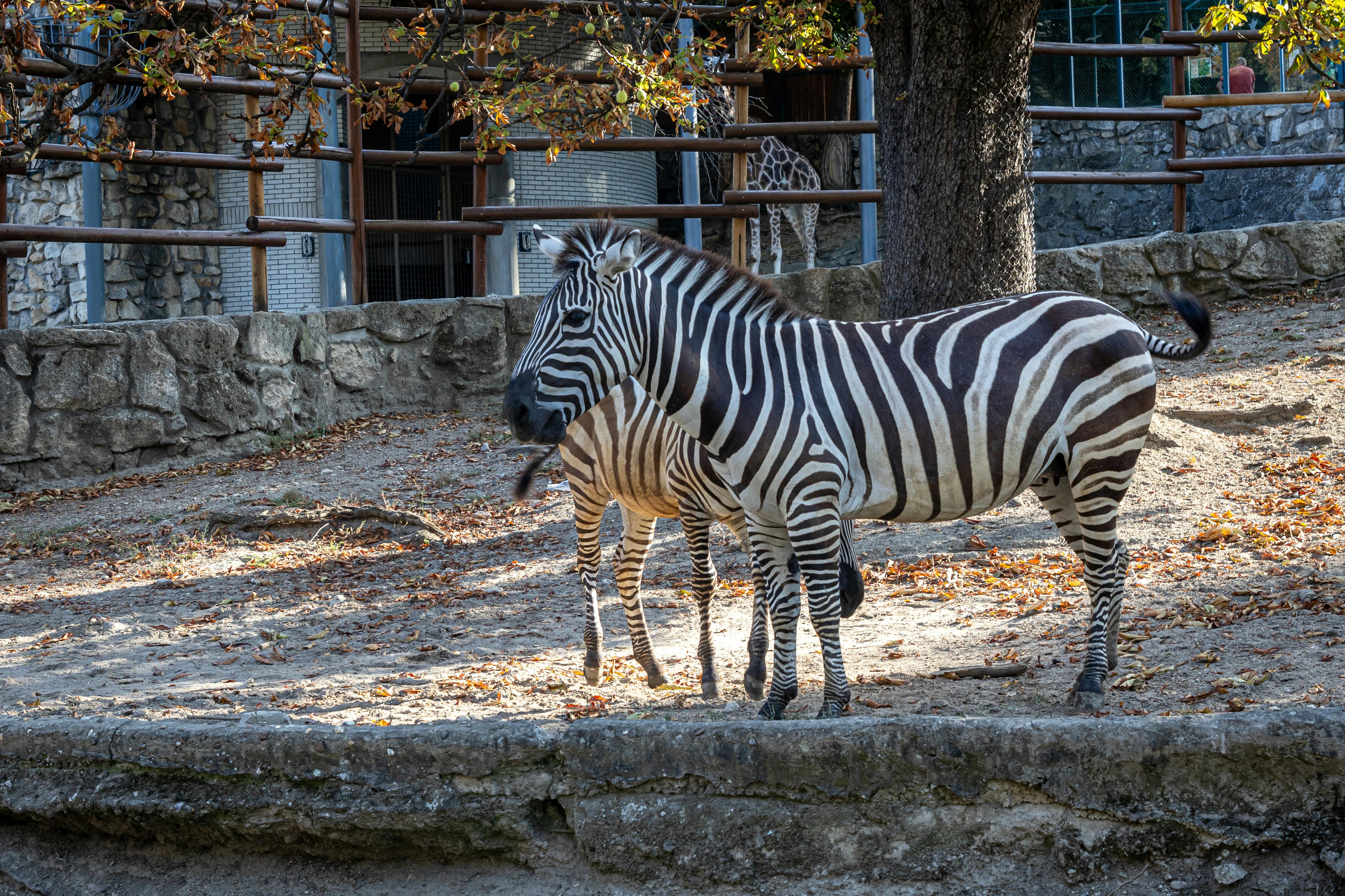 Two zebras standing in a zoo enclosure · Free Stock Photo