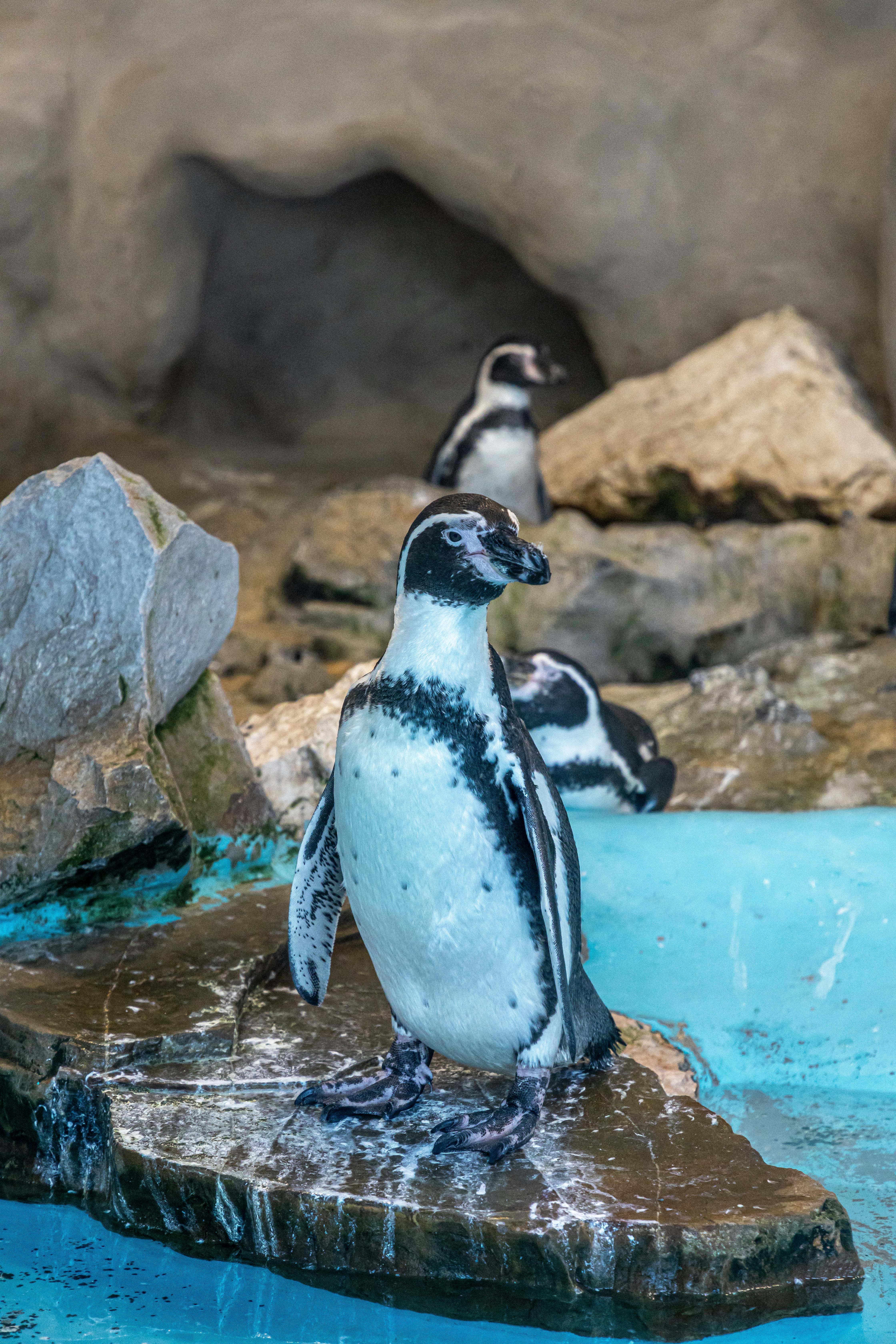 Palmer Penguins Photos, Download The BEST Free Palmer Penguins Stock Photos & HD Images