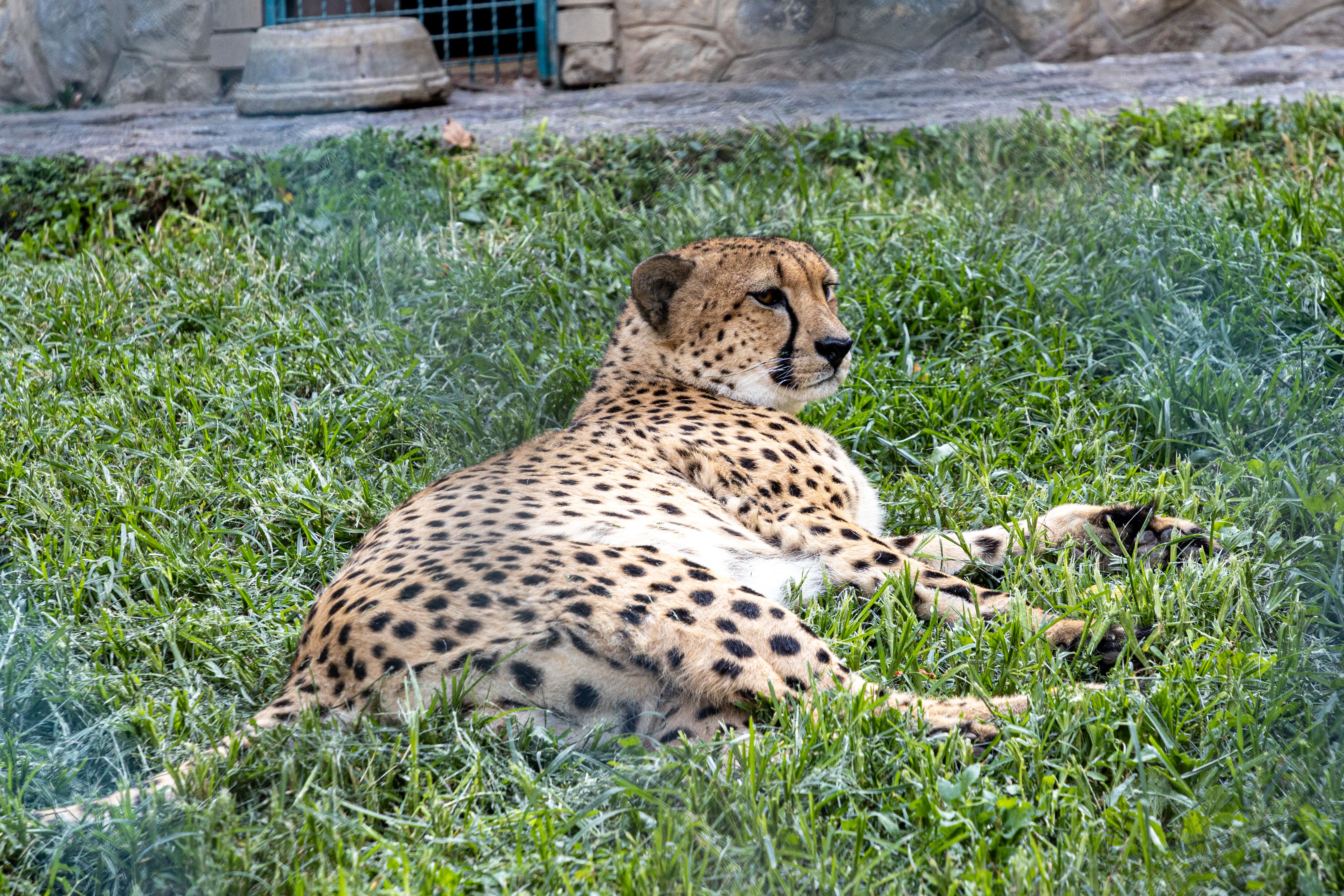 Adult Cheetah · Free Stock Photo