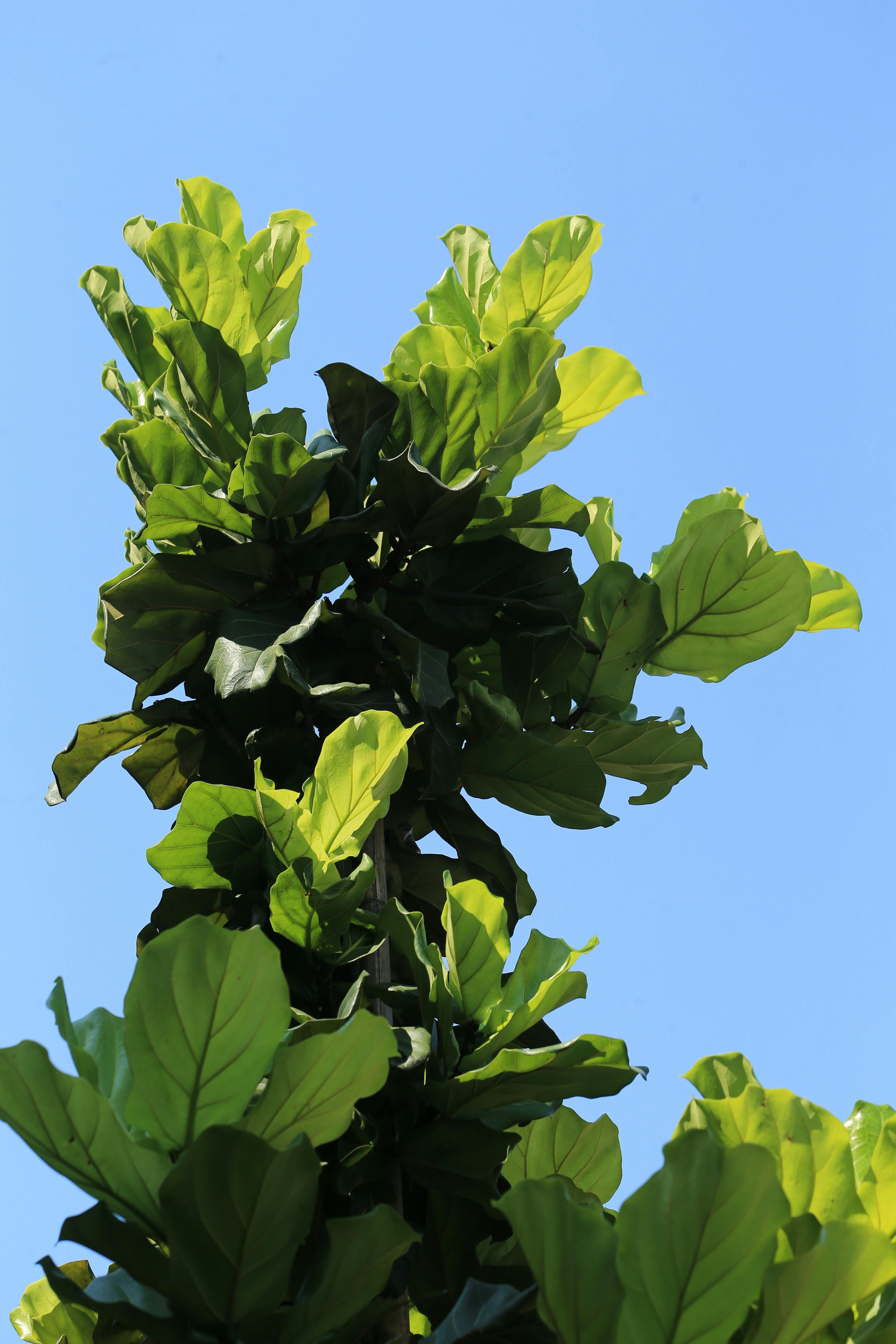 Top of Fig Tree · Free Stock Photo