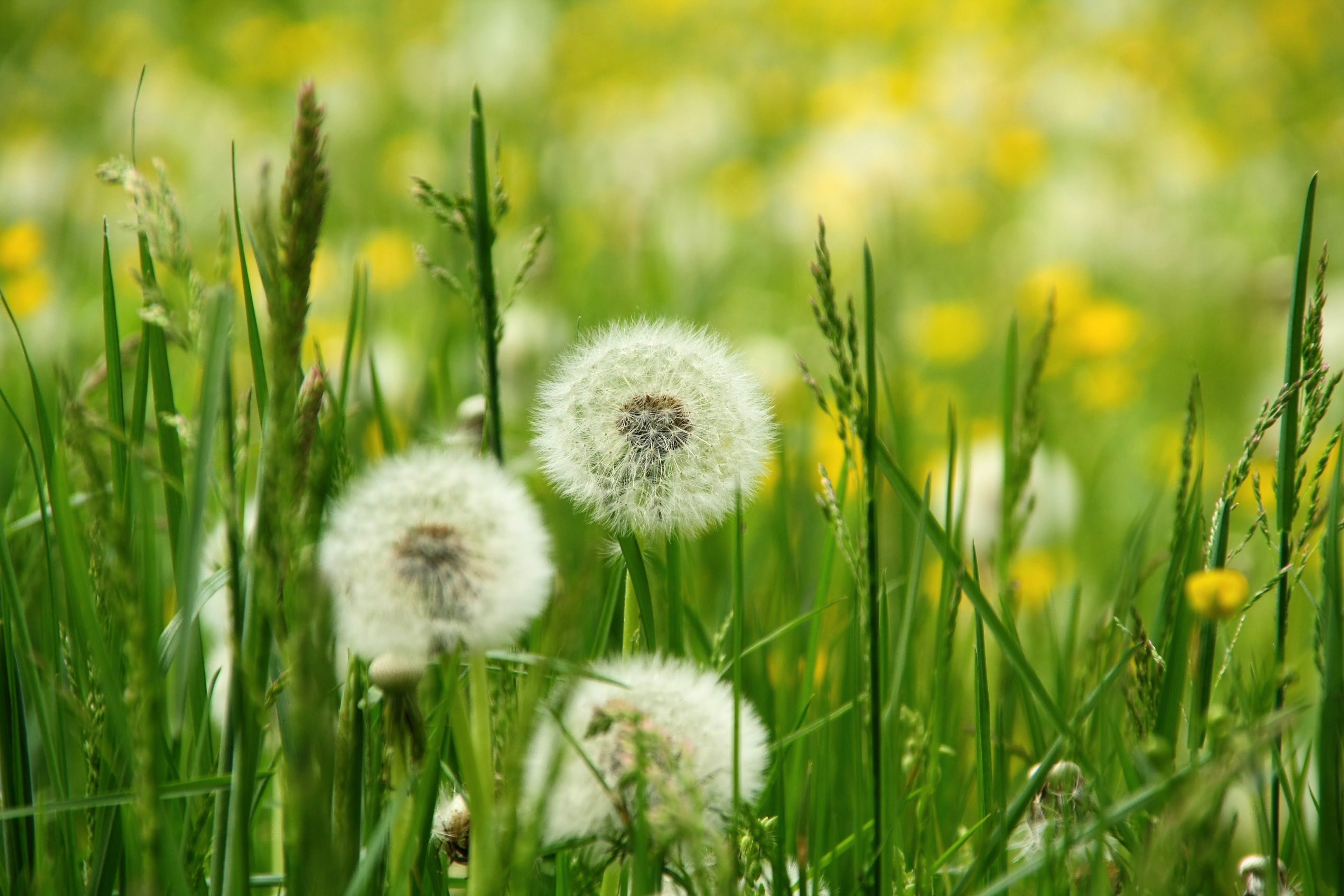 Landscape Flower Photos, Download The BEST Free Landscape Flower Stock ...