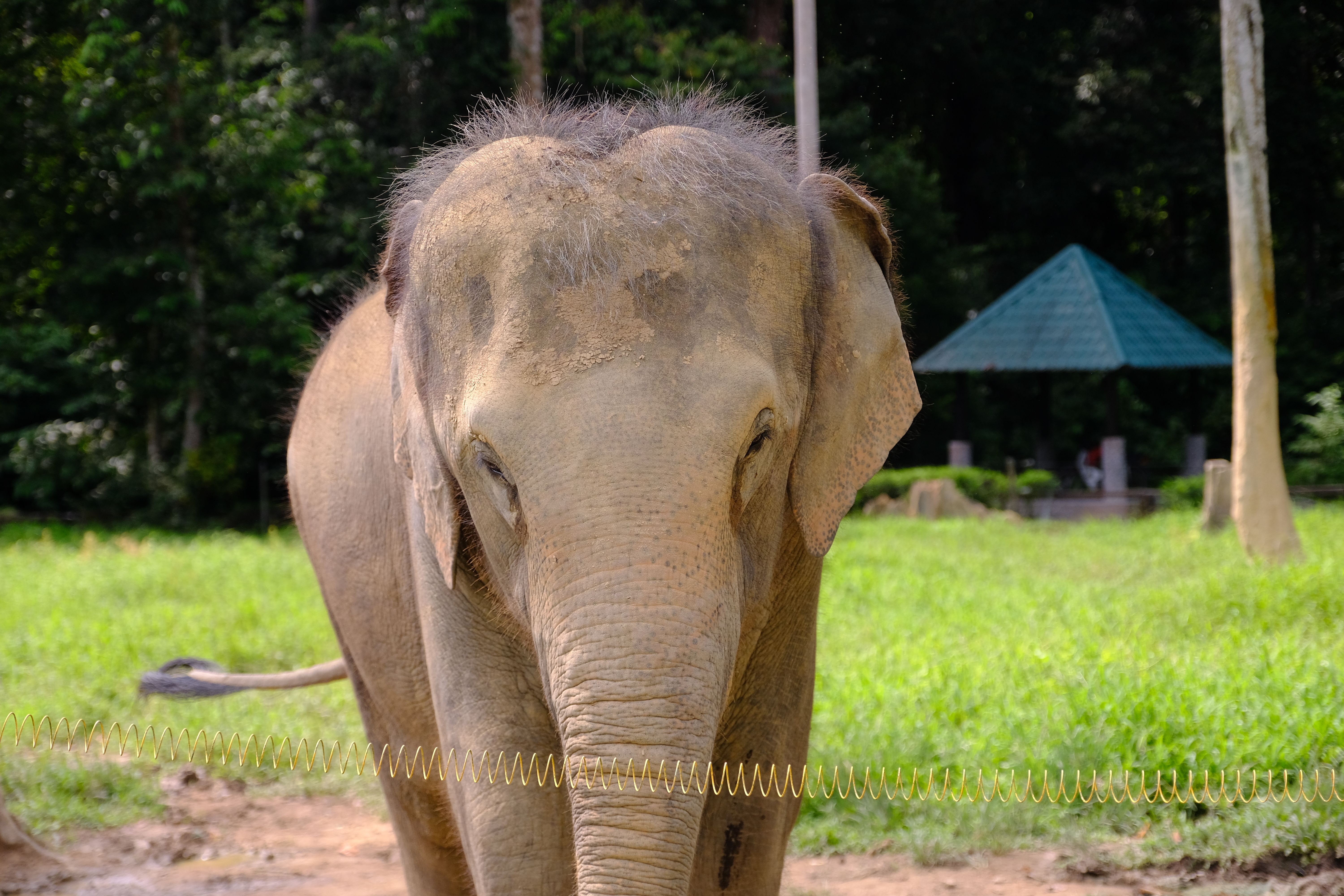 Elephant Intelligence Photos, Download The BEST Free Elephant ...