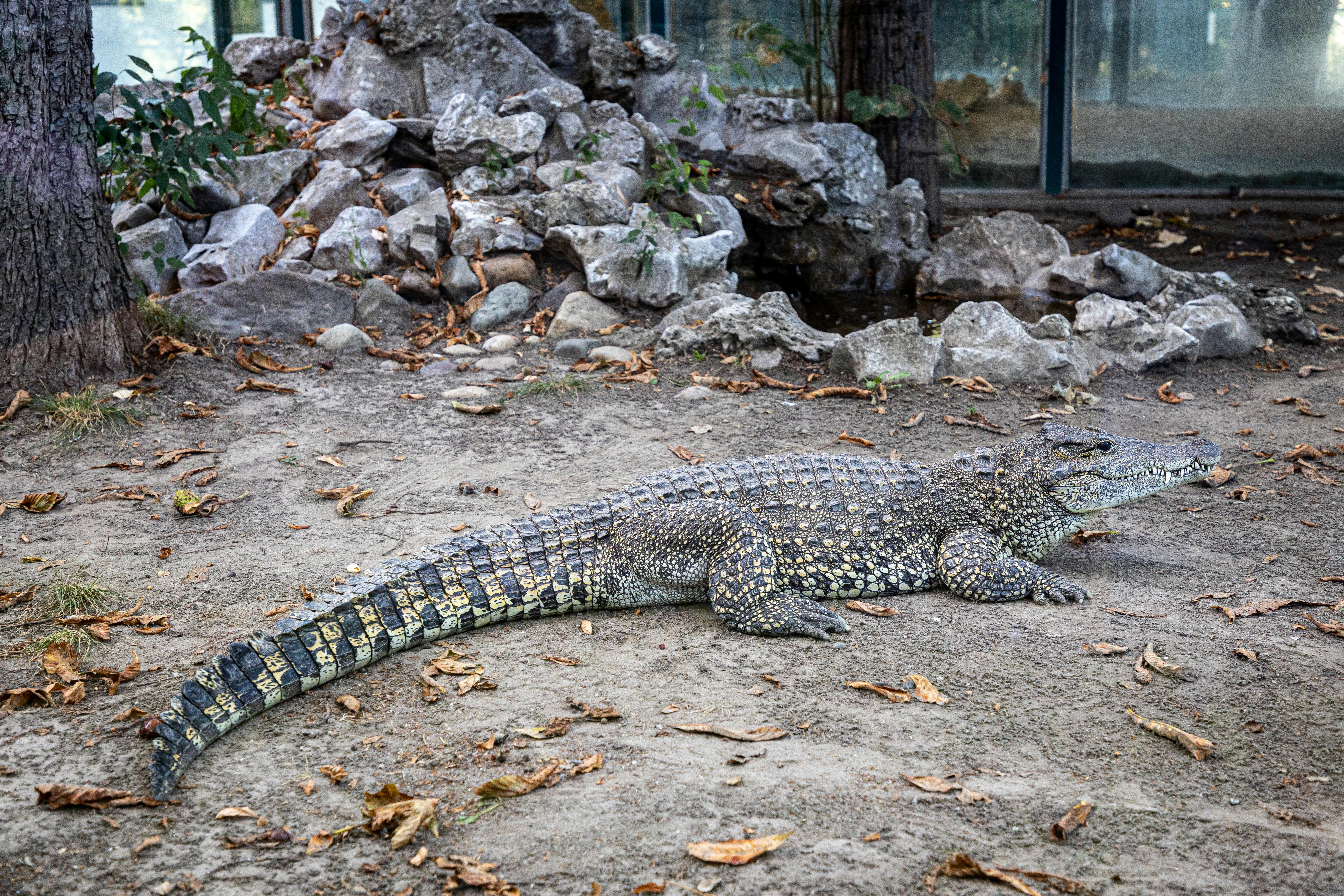 Crocodile in Enclosure · Free Stock Photo