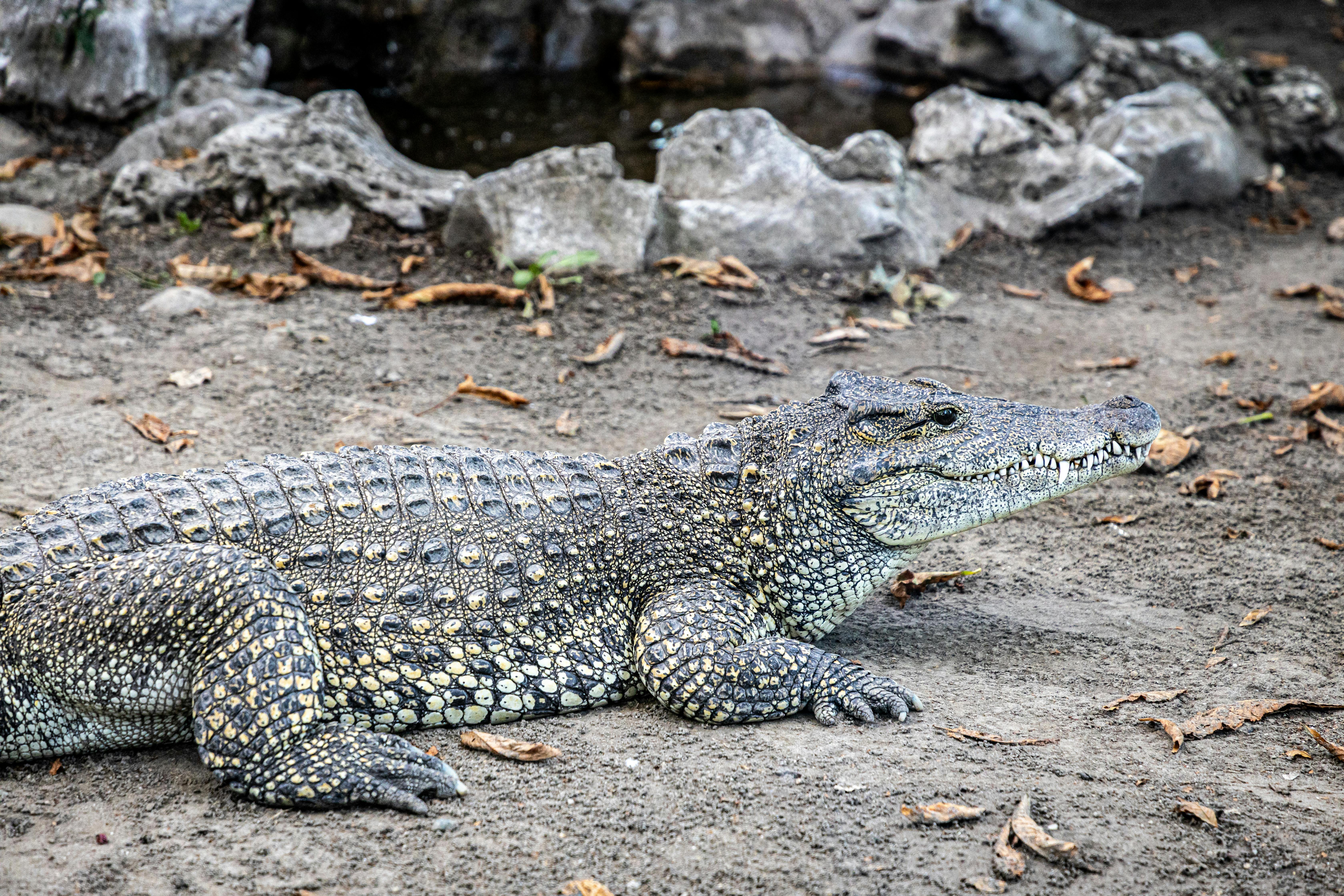 A large crocodile laying on the ground · Free Stock Photo