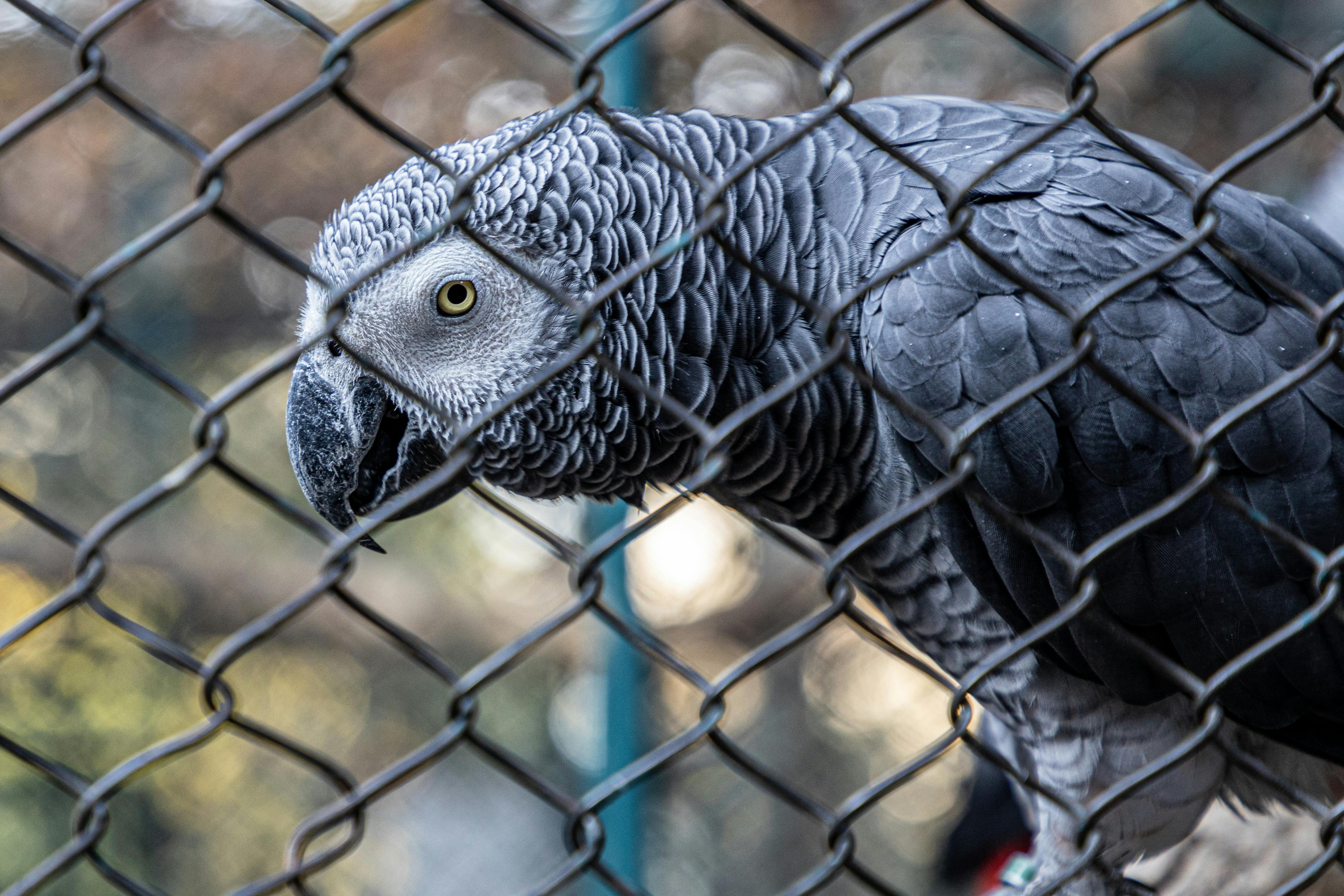 Parrot Security Photos, Download The BEST Free Parrot Security Stock ...