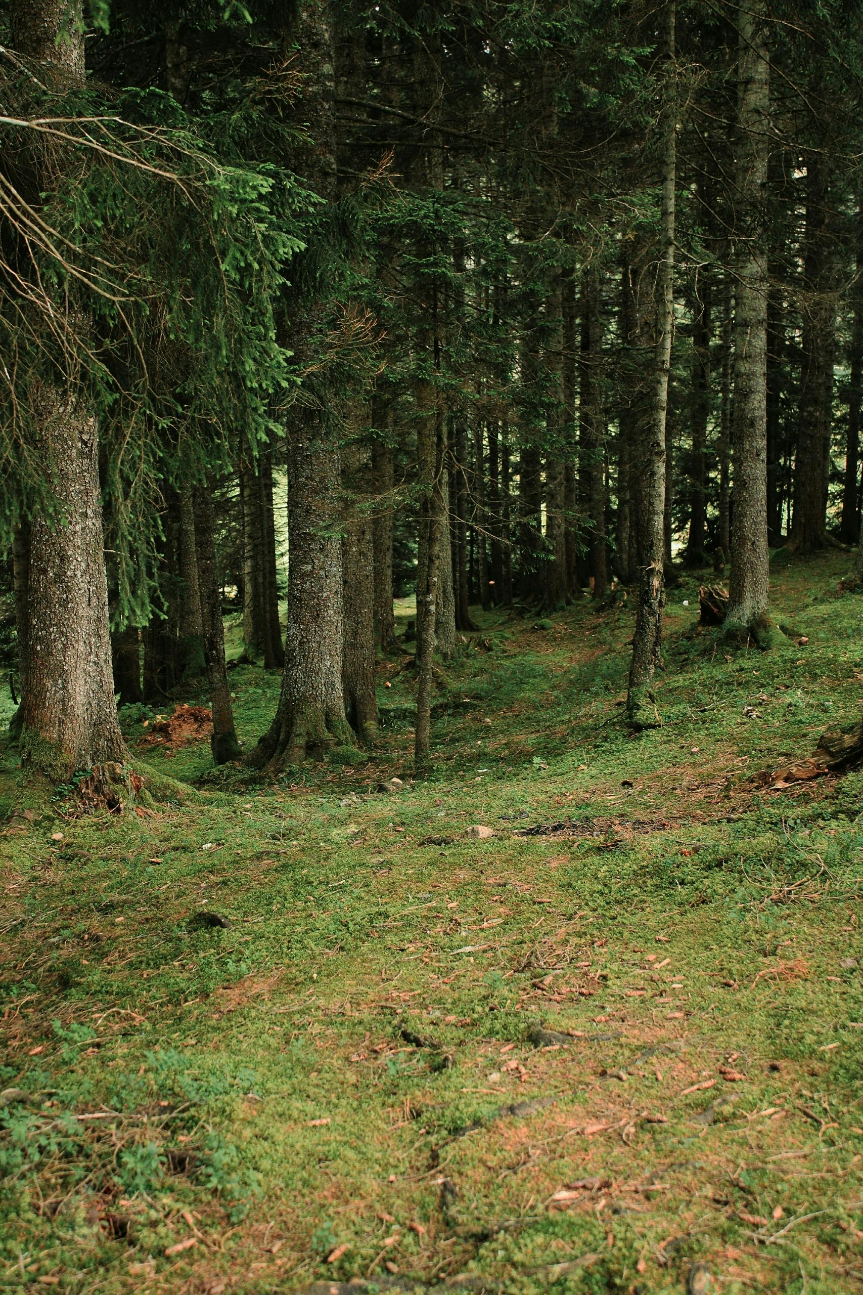 A forest with a path in it · Free Stock Photo
