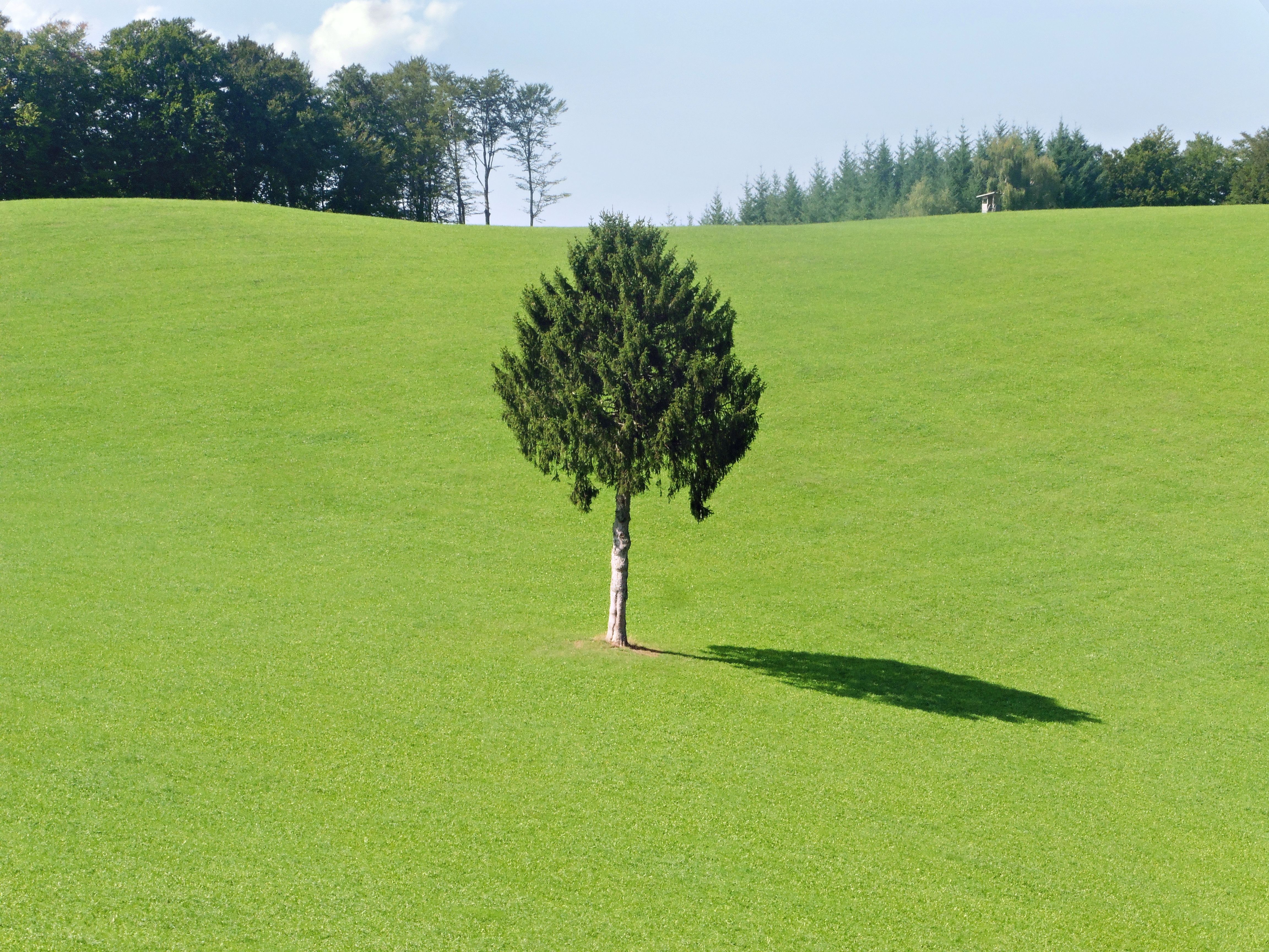 Baum · Free Stock Photo