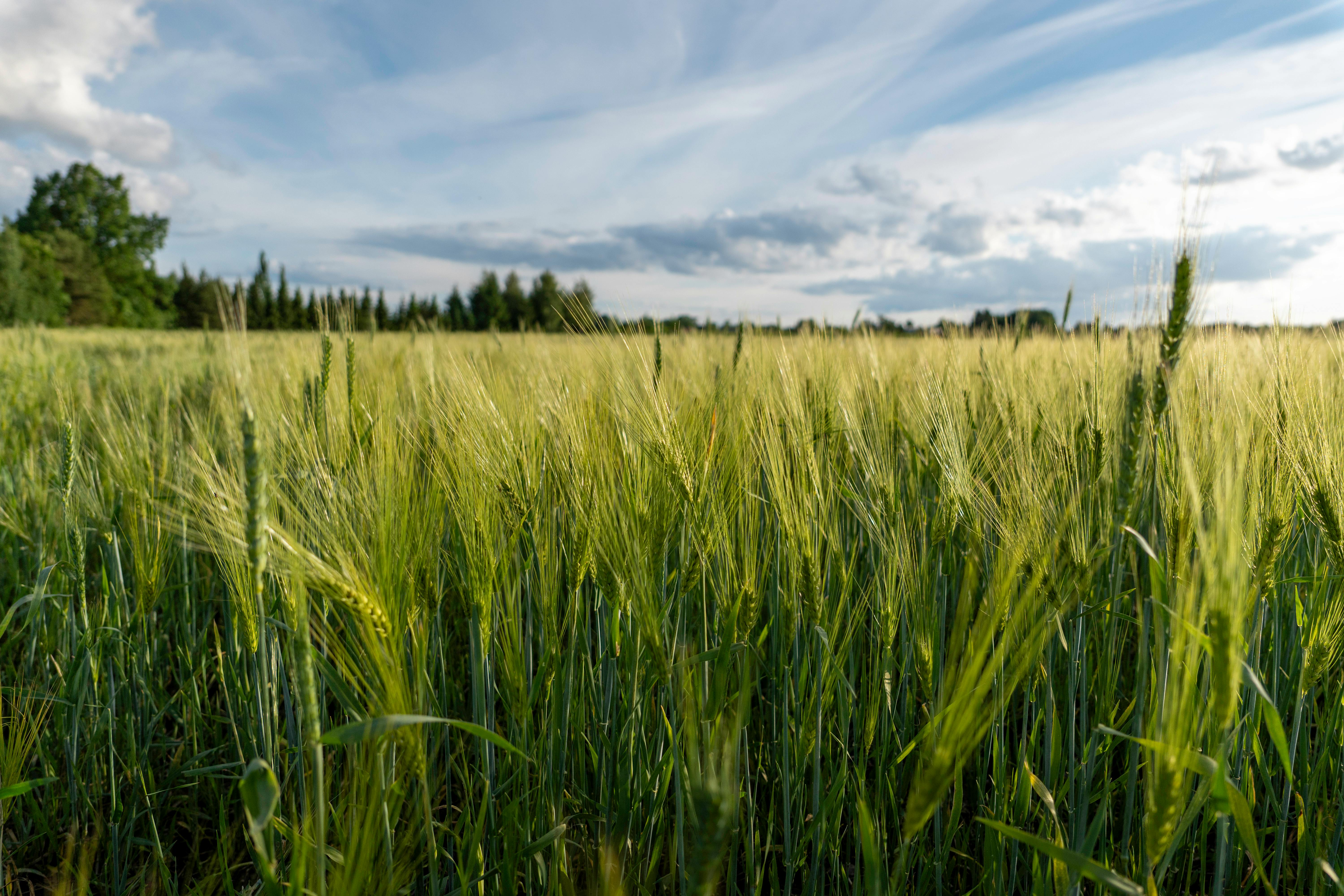 Field Of Rye Photos, Download The BEST Free Field Of Rye Stock Photos ...