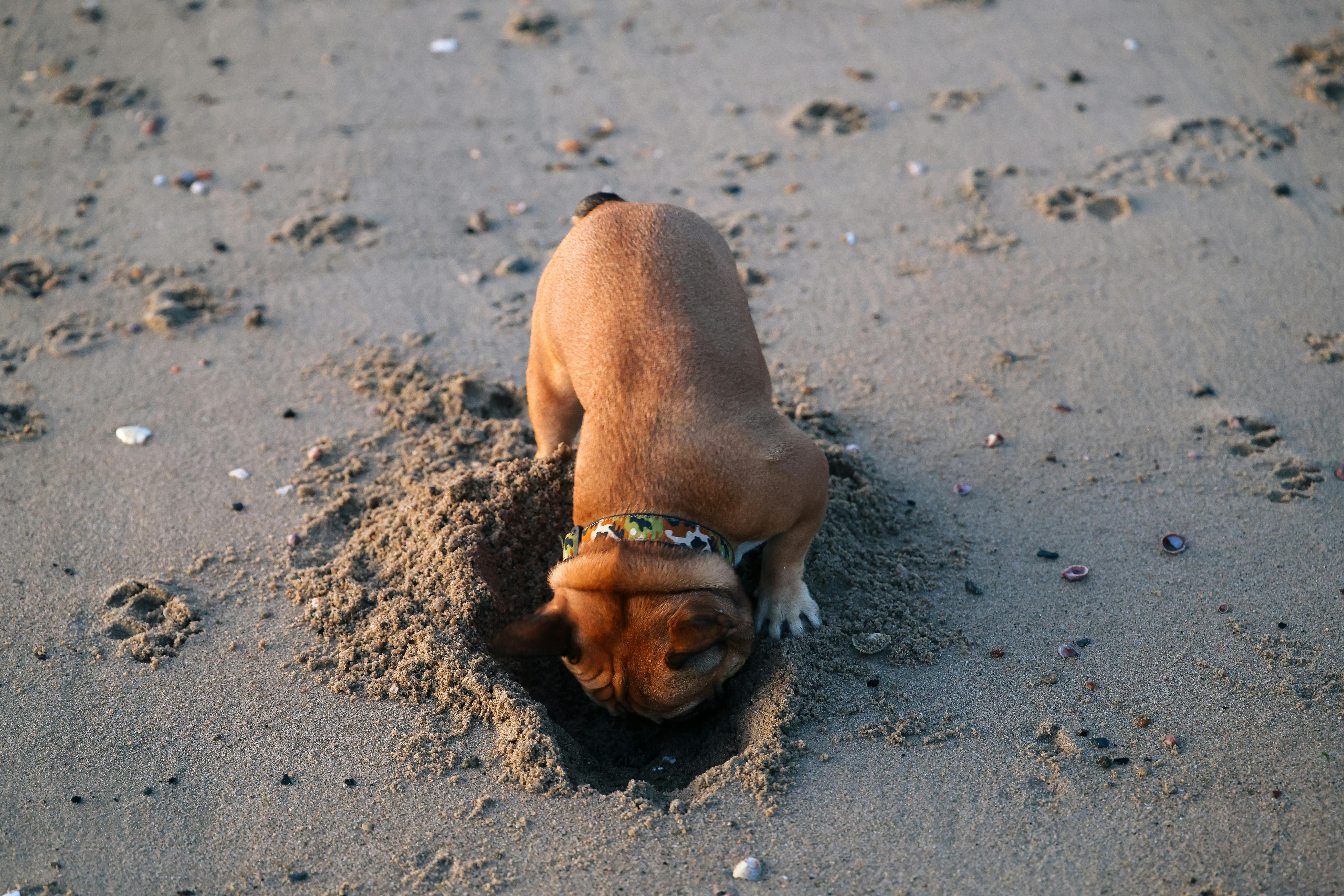 Brown Dog on a Beach · Free Stock Photo