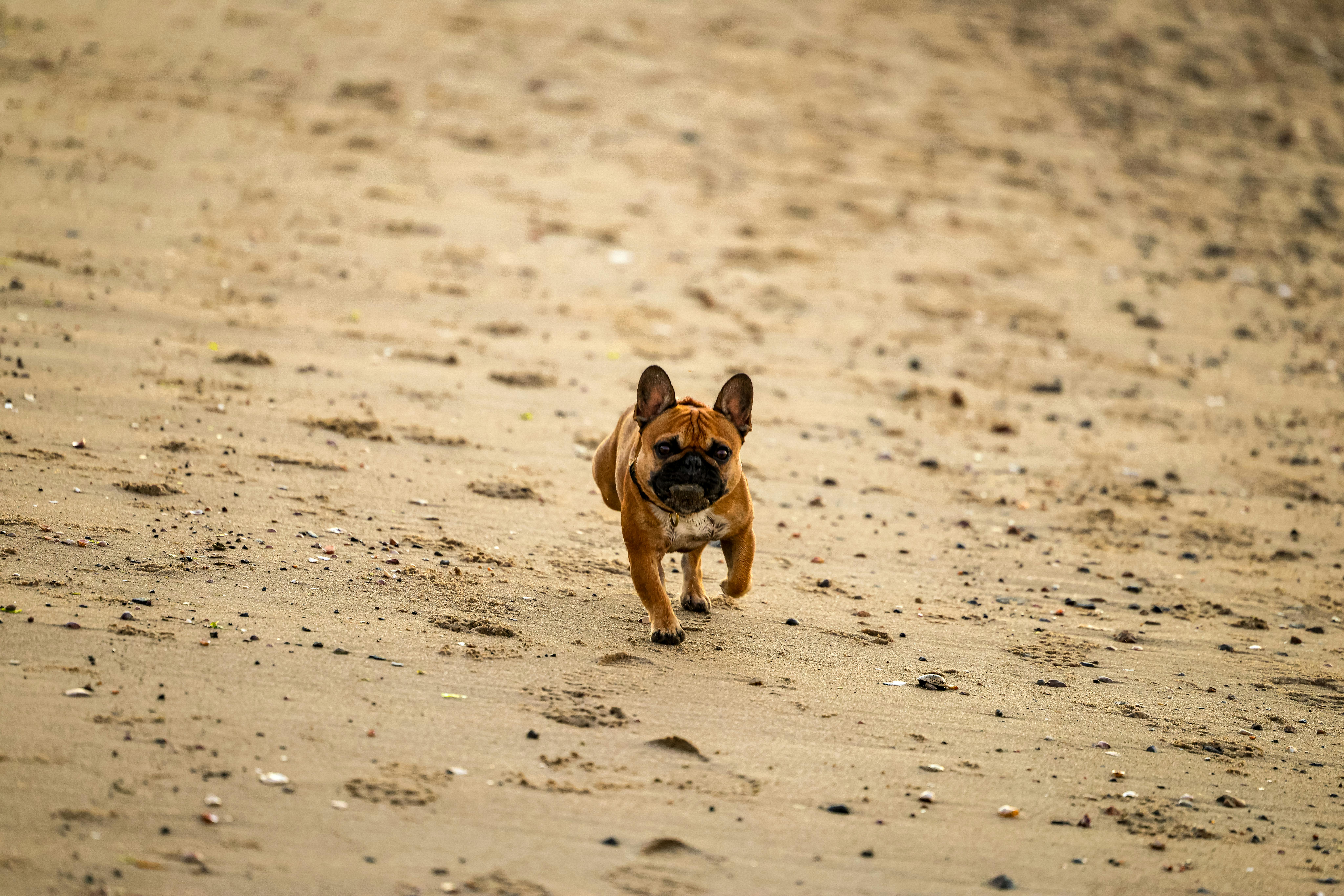 French Bulldog Running on Sand · Free Stock Photo