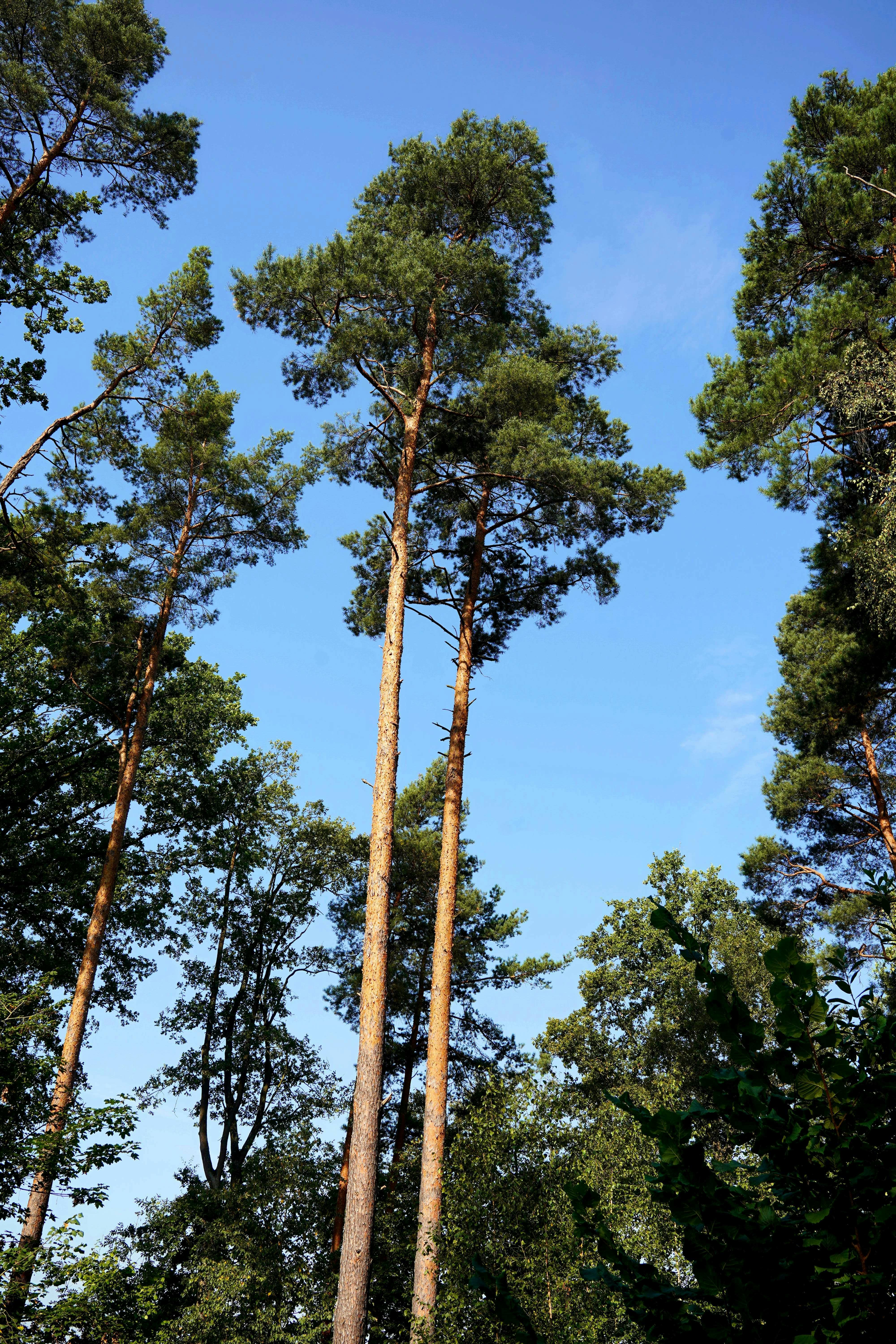 High Trees in Forest · Free Stock Photo