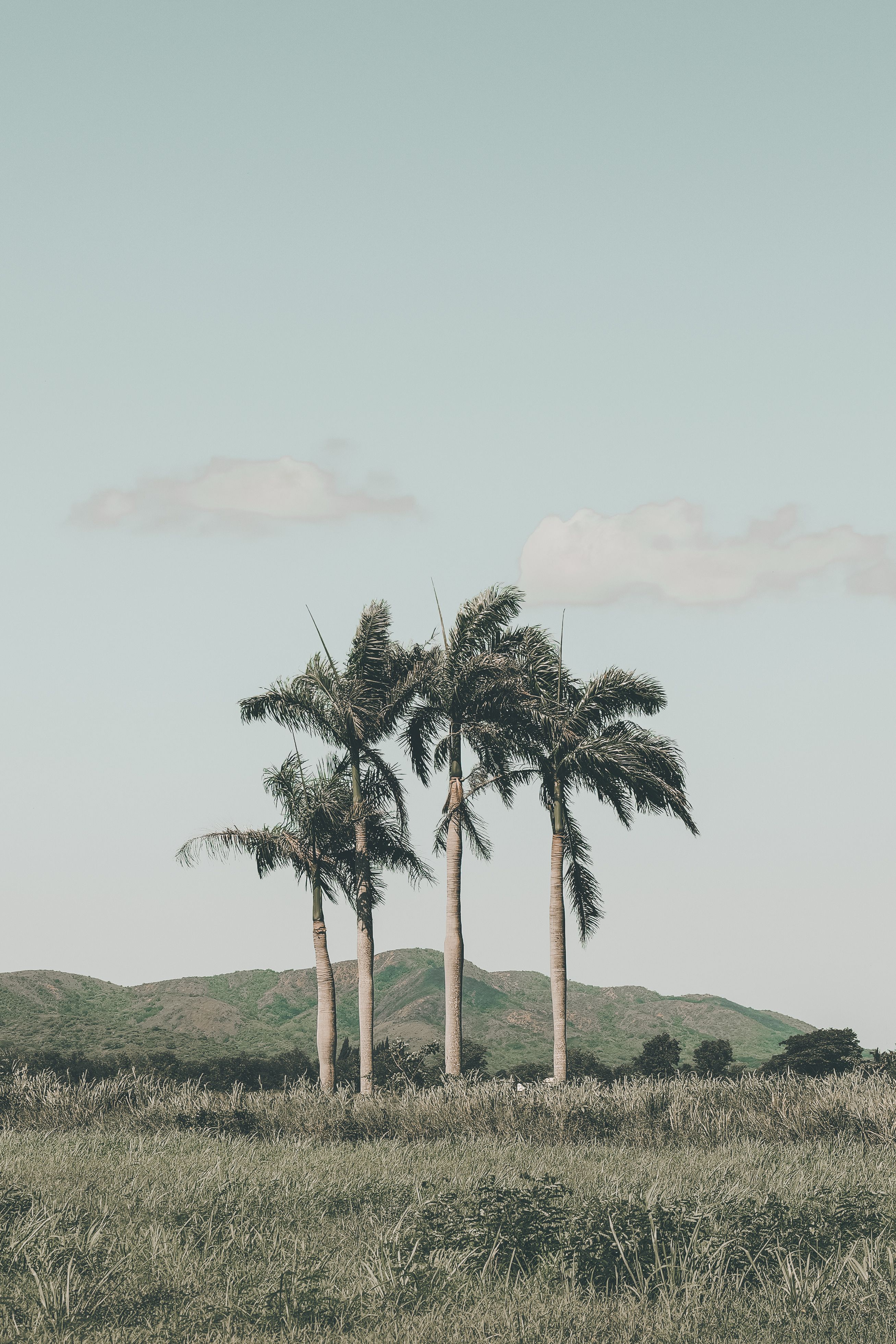 Palm Trees and a Mountain Range in the Distance · Free Stock Photo