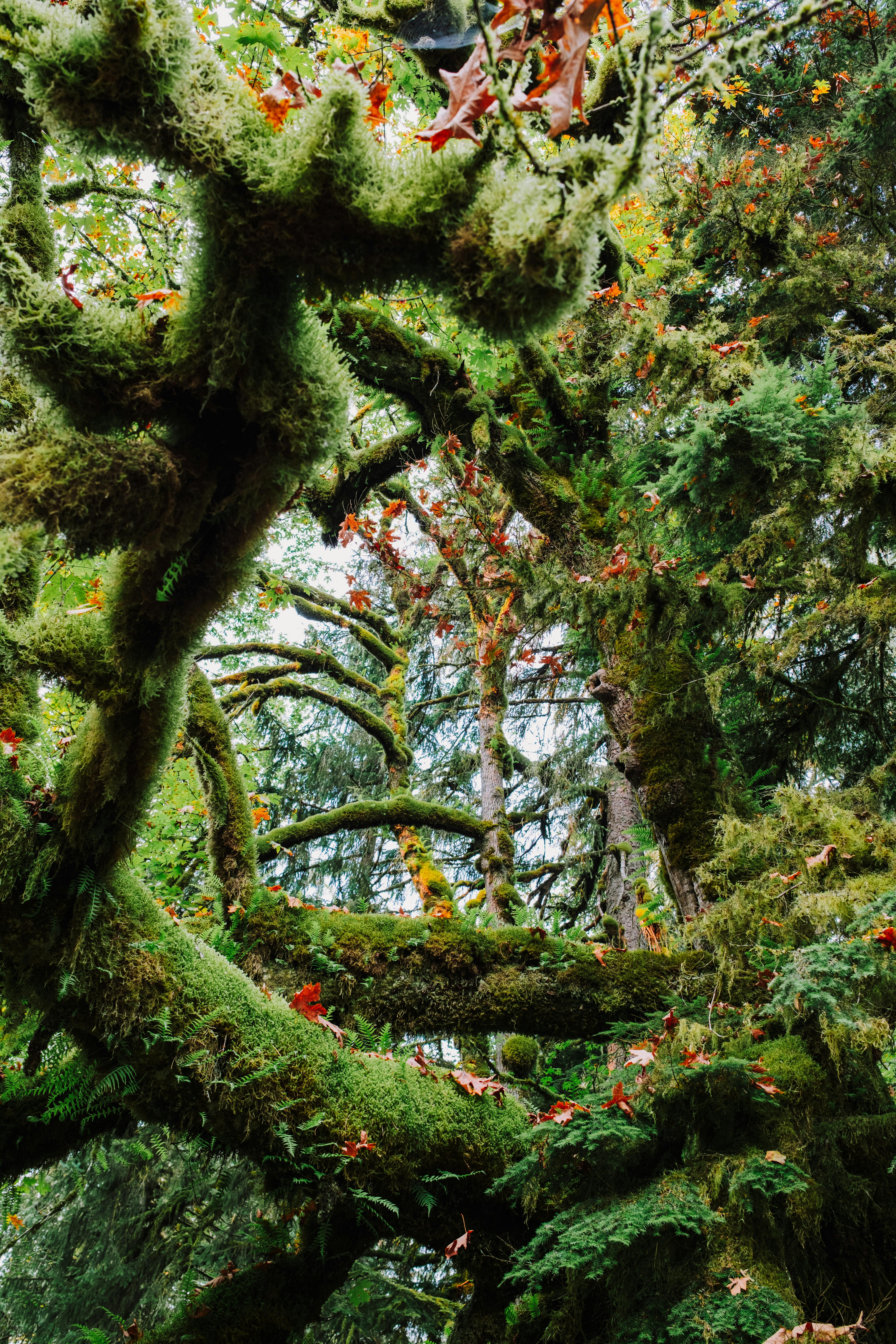Moss Growing on Trees in a Forest · Free Stock Photo
