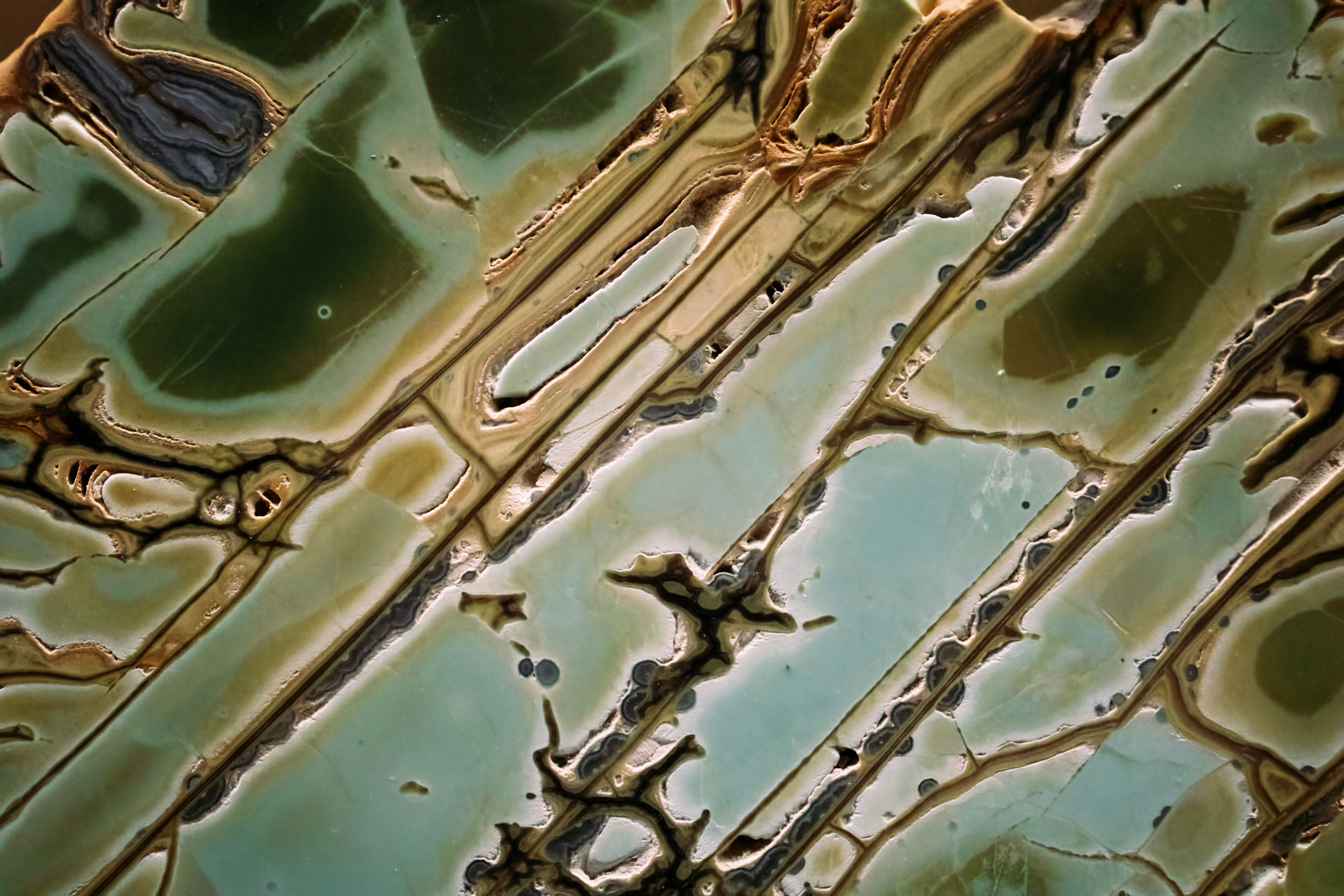 3.079+ Fotos y Imágenes de Microbiota Gratis · Banco de Fotos Gratis