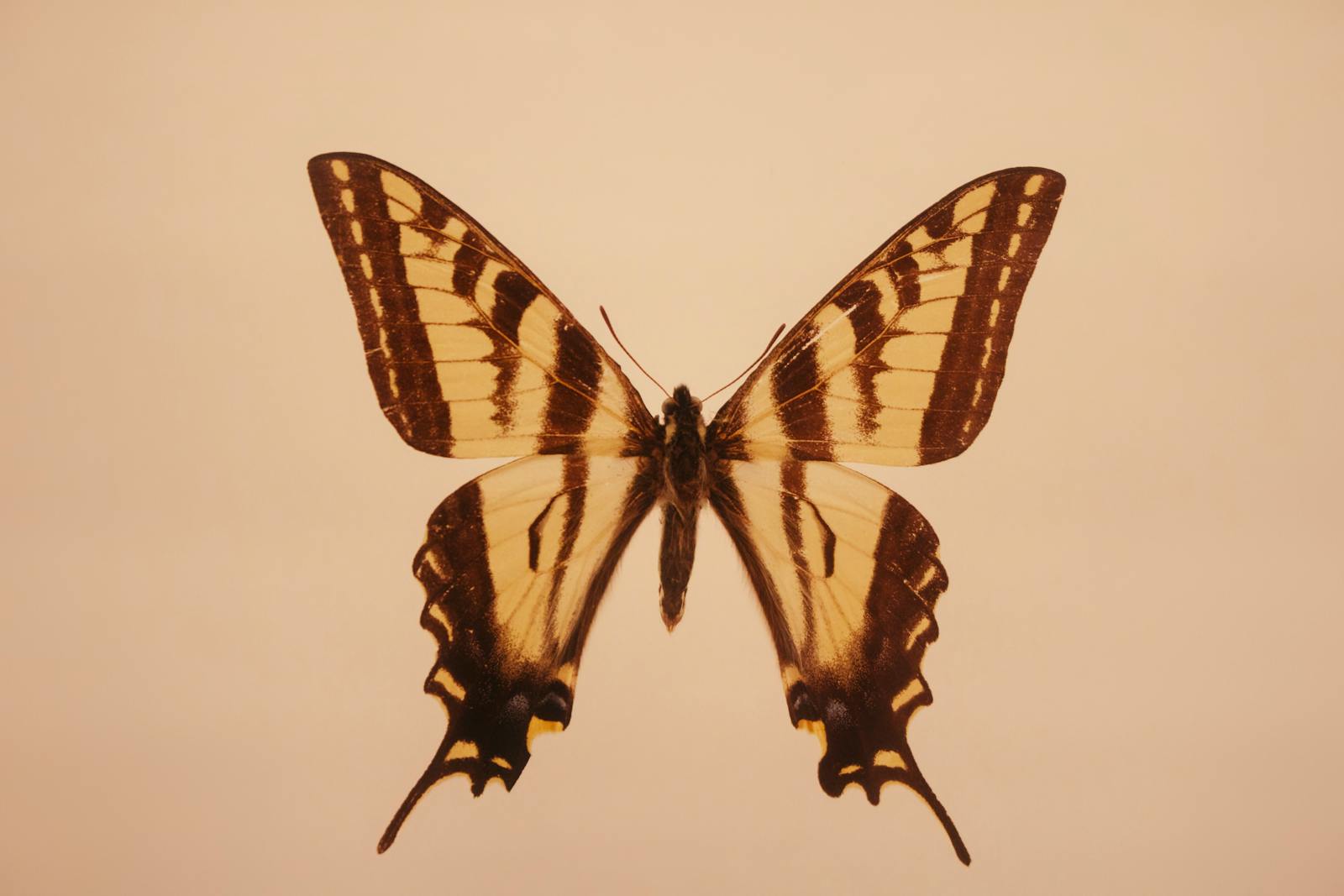 Butterfly Flying Photos, Download The BEST Free Butterfly Flying Stock ...