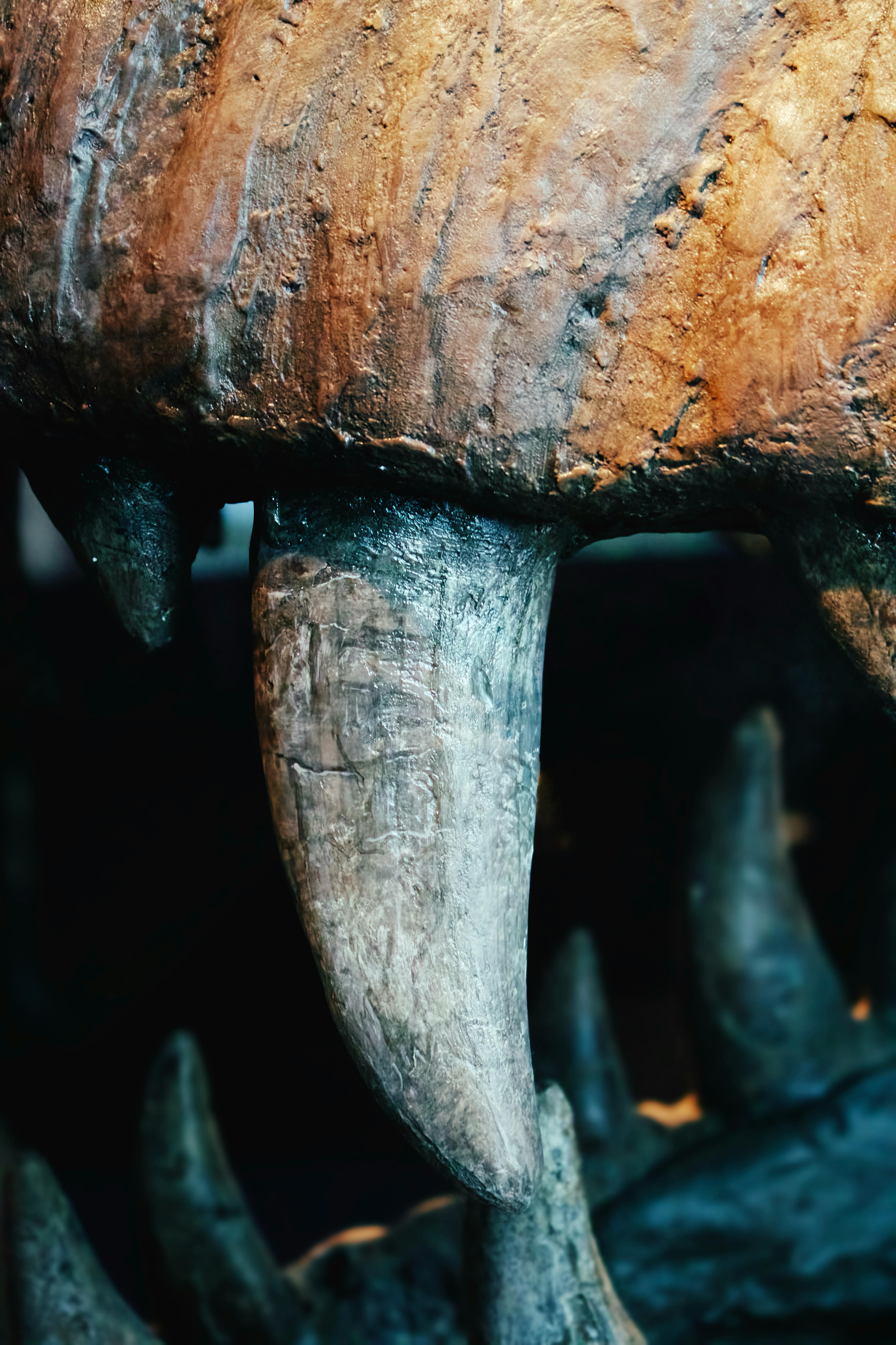 Close-up of Dinosaur Fangs · Free Stock Photo