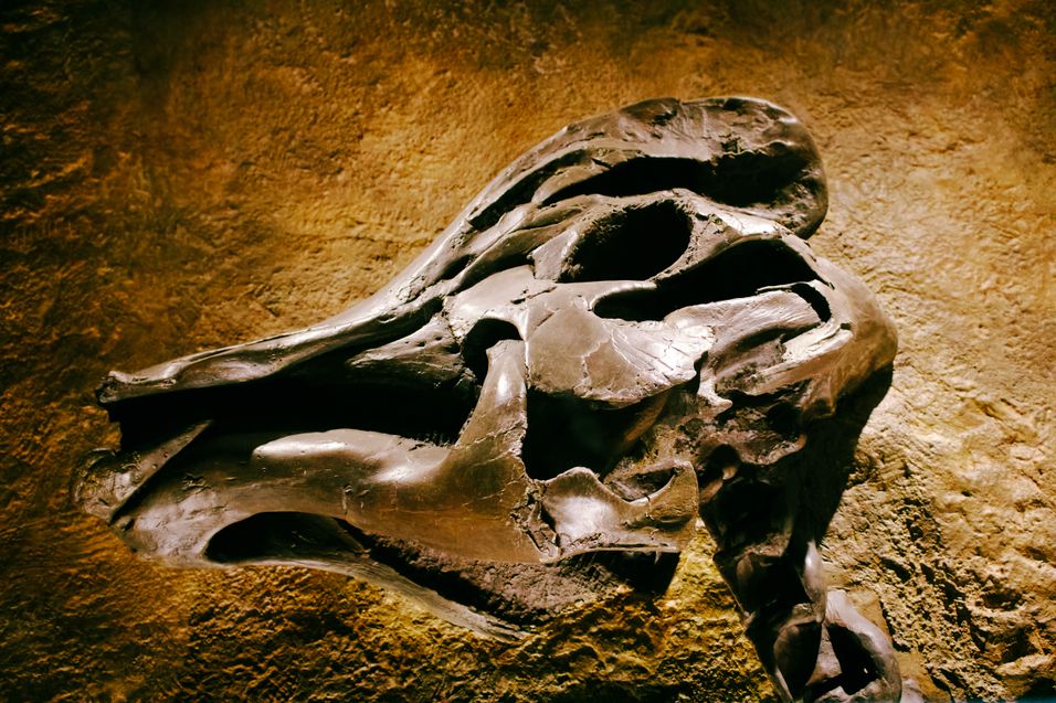 Dogs: Their Fossil Relatives and Evolutionary History