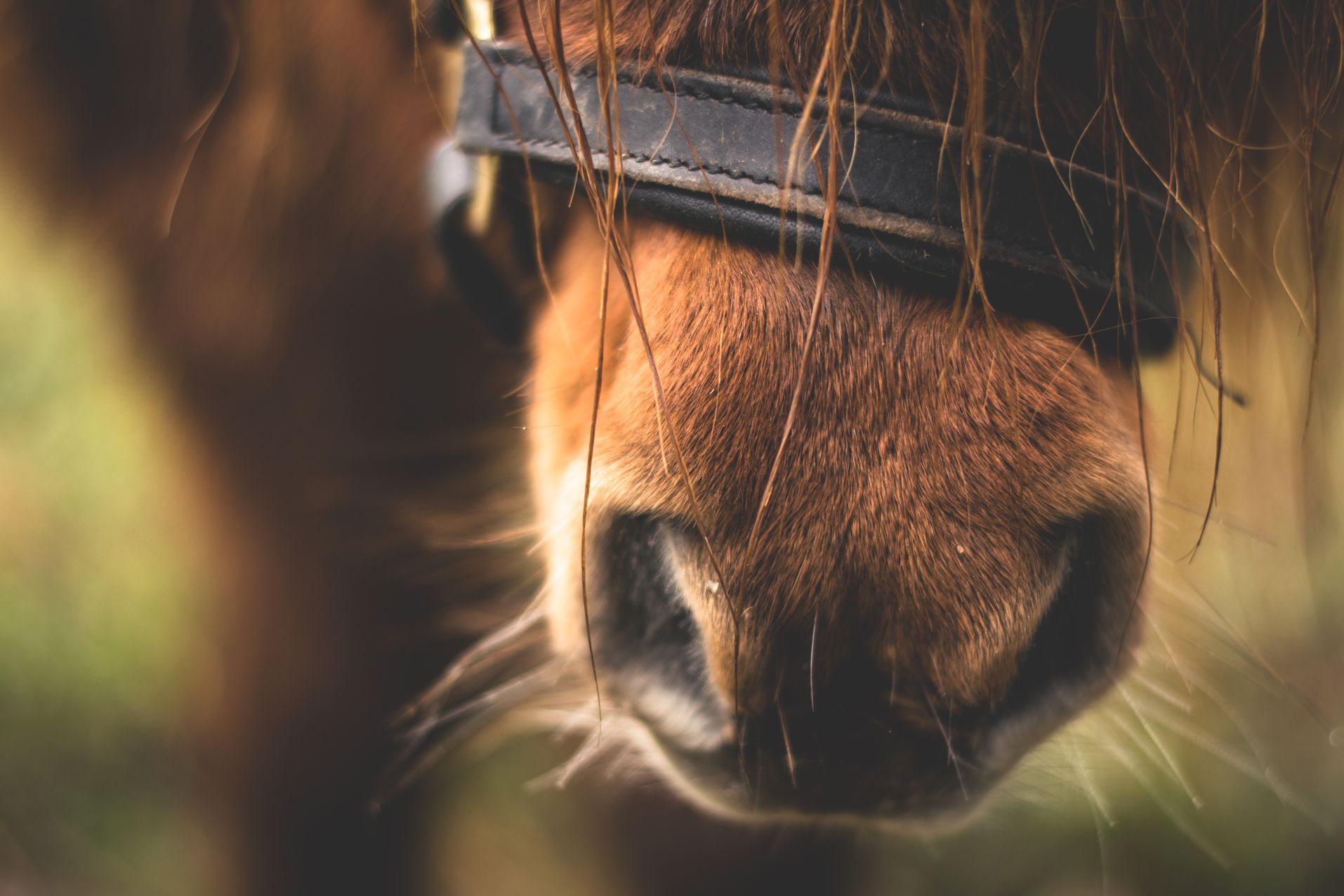 Mastering Missouri Fox Trotter RDR2: Tips and Tricks