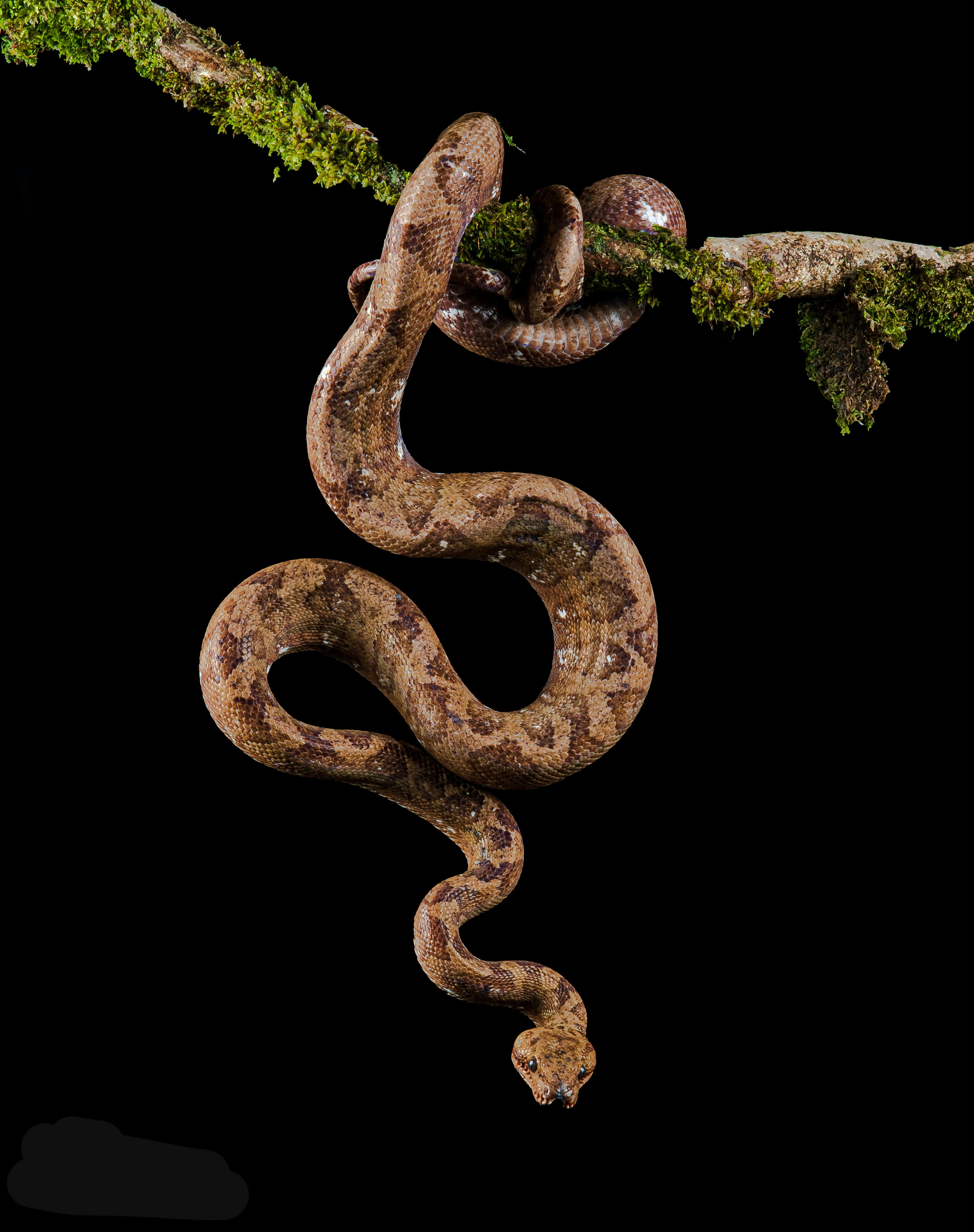 Snake Hanging Photos, Download The BEST Free Snake Hanging Stock Photos ...