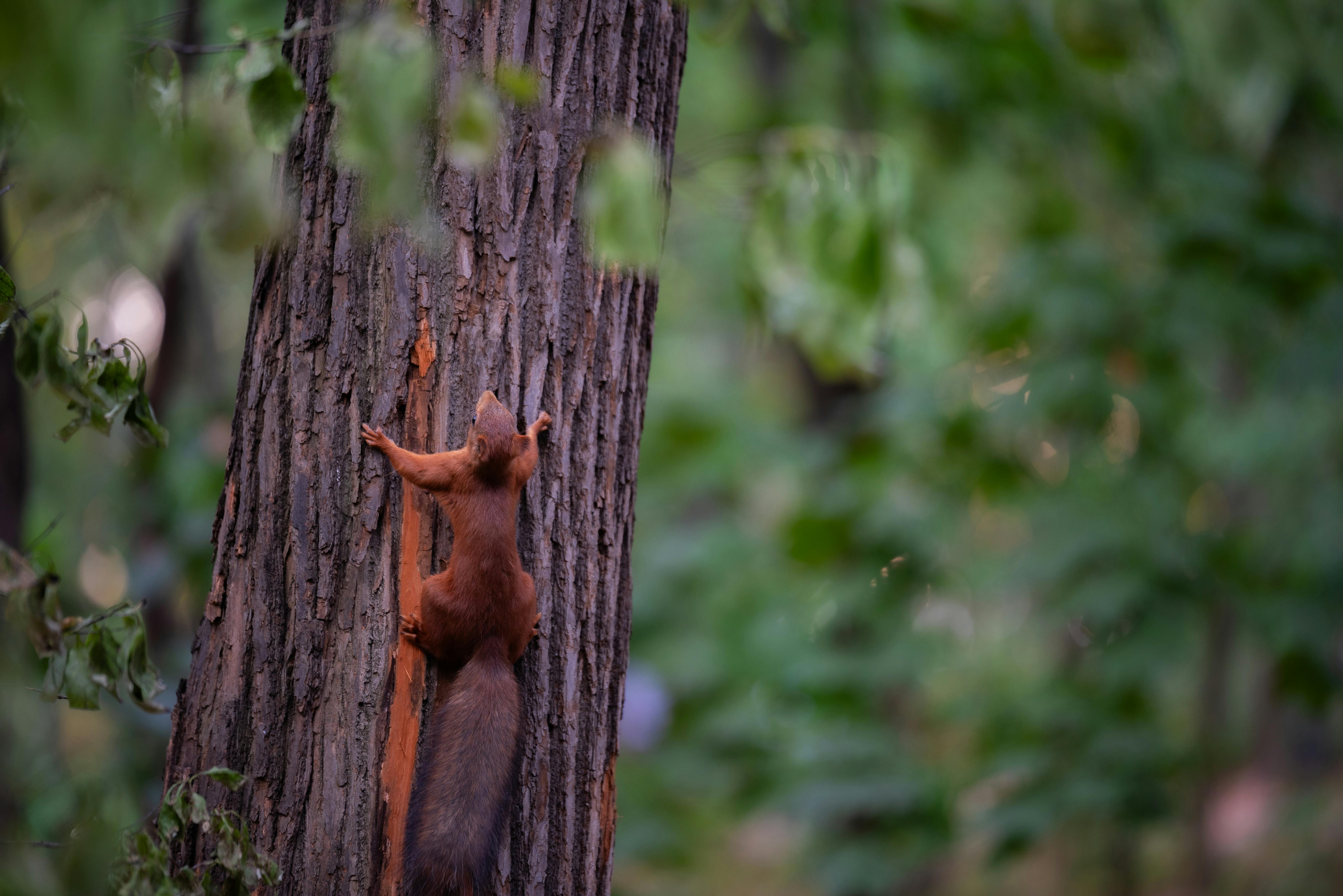 A squirrel climbing up a tree trunk · Free Stock Photo