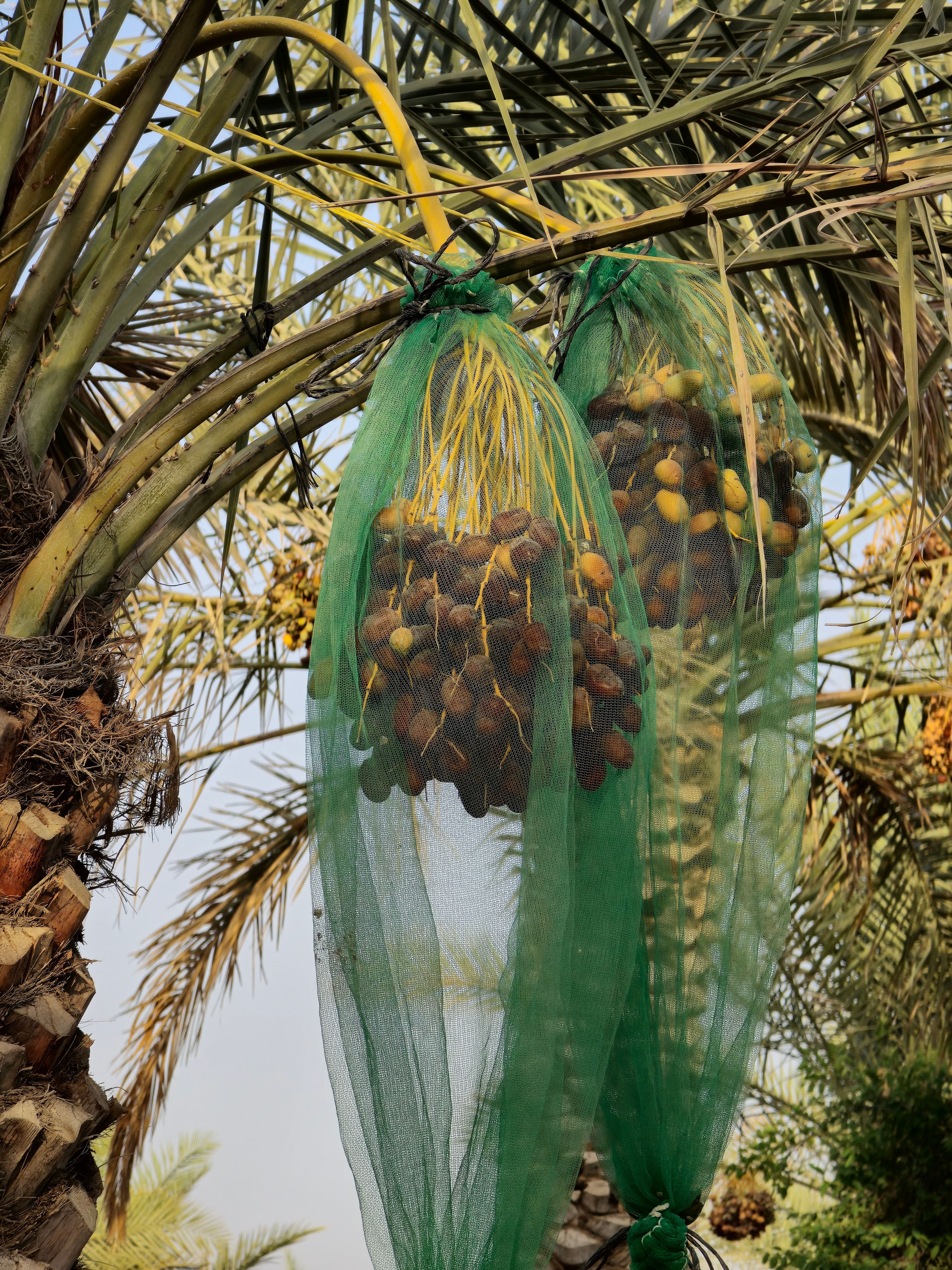 Dates Growing on a Palm Tree · Free Stock Photo
