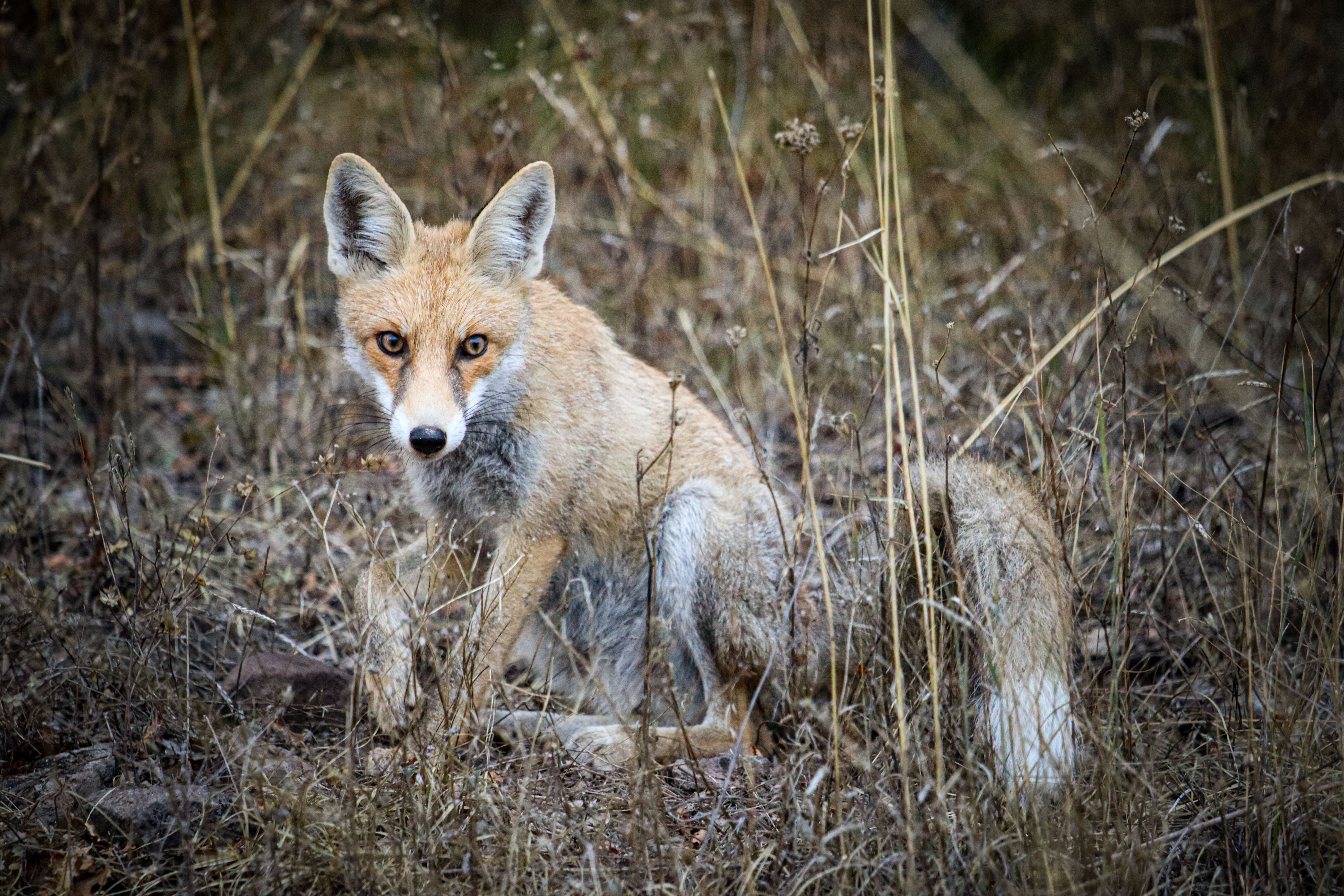A red fox sitting in the grass in the woods · Free Stock Photo