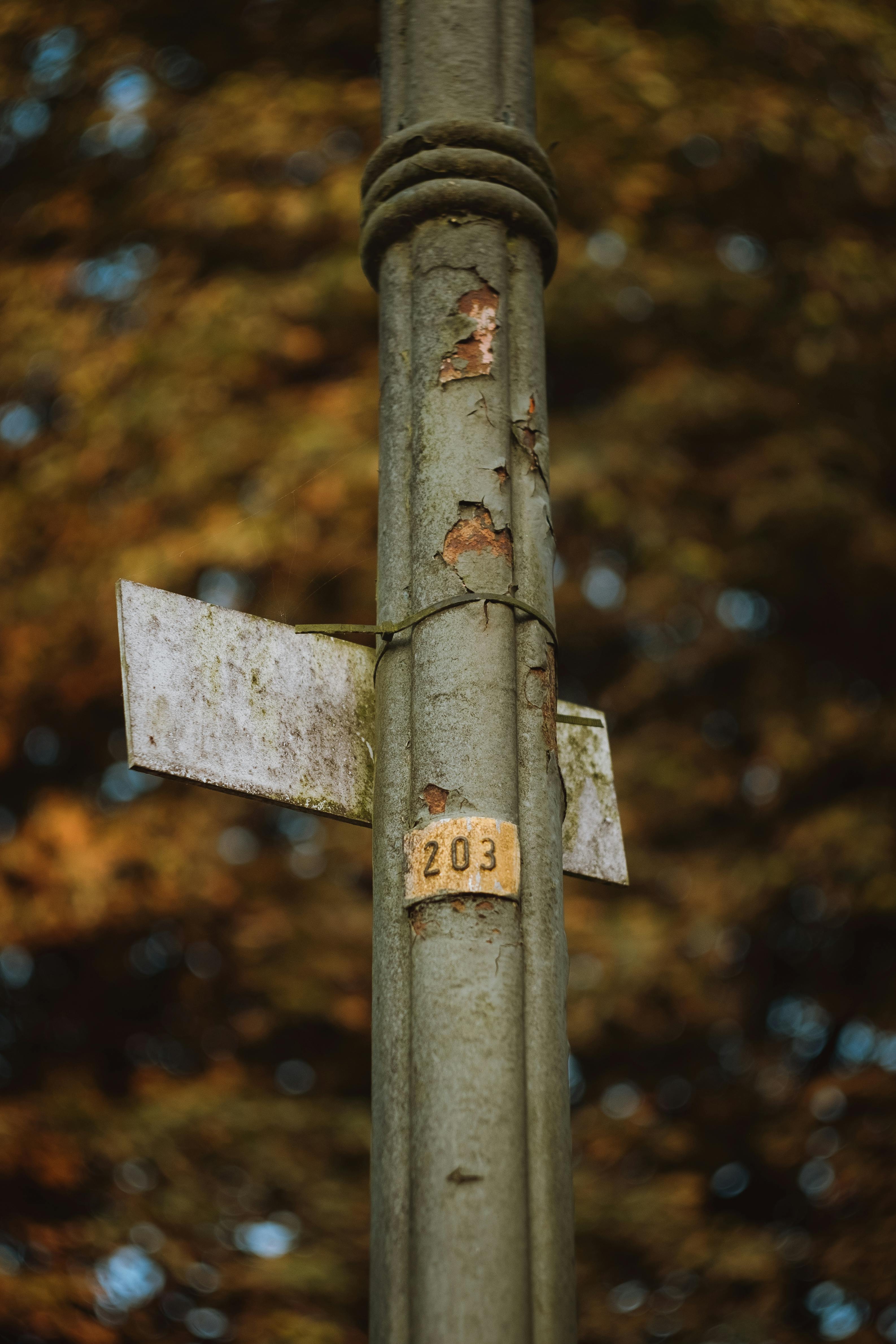 Rustic Pole in Front of a Tree · Free Stock Photo