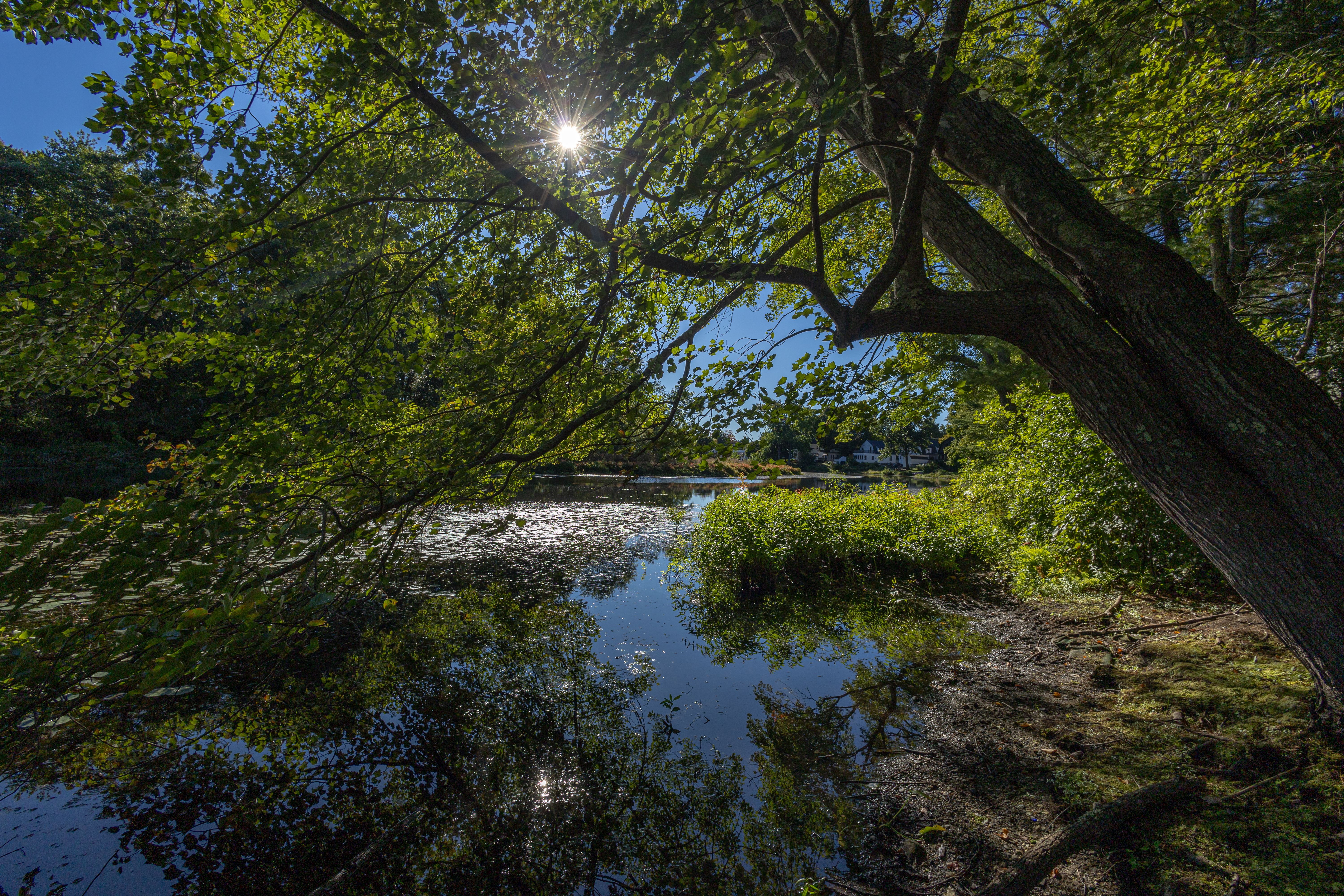 Bent Tree over River · Free Stock Photo
