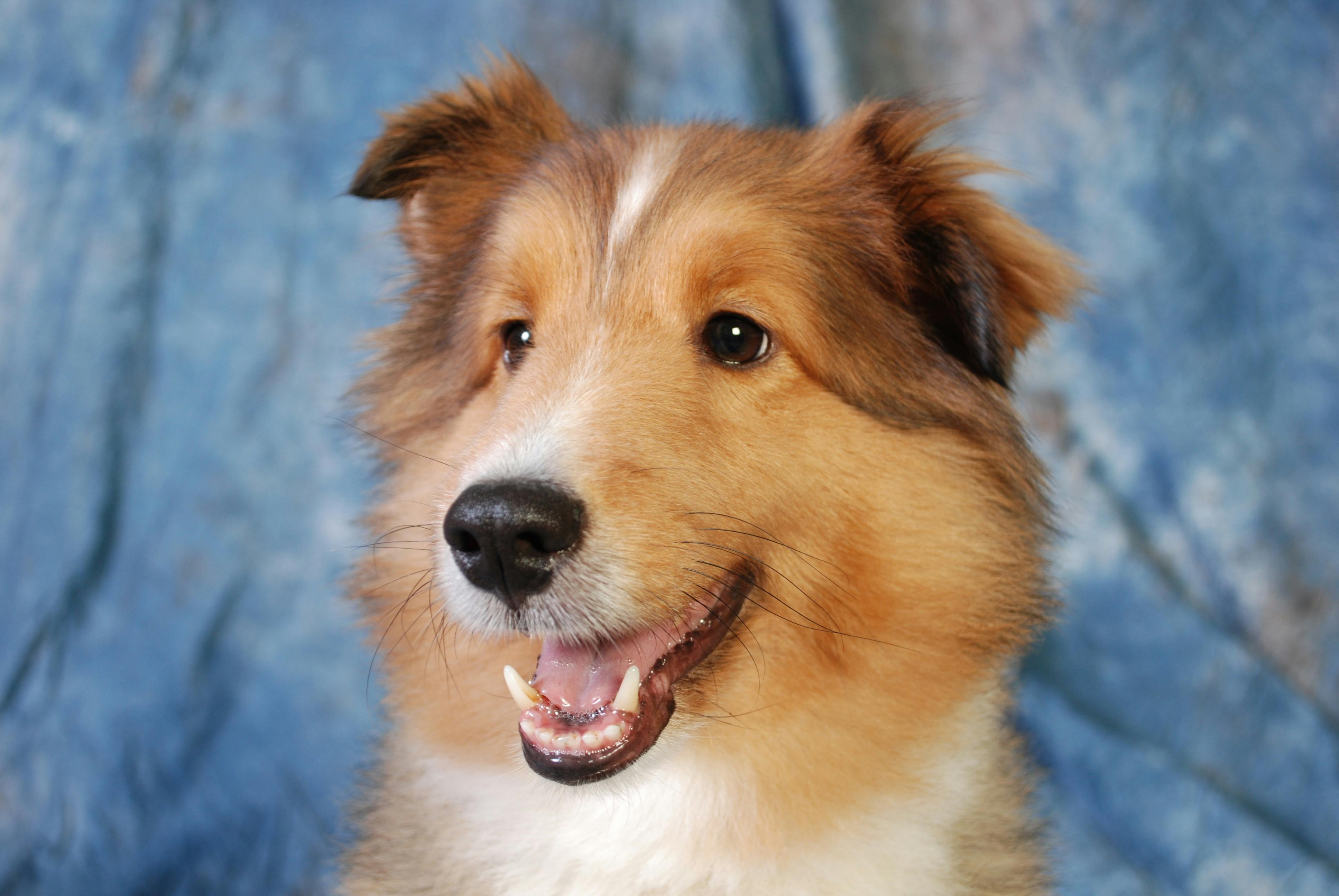 Dog · Free Stock Photo