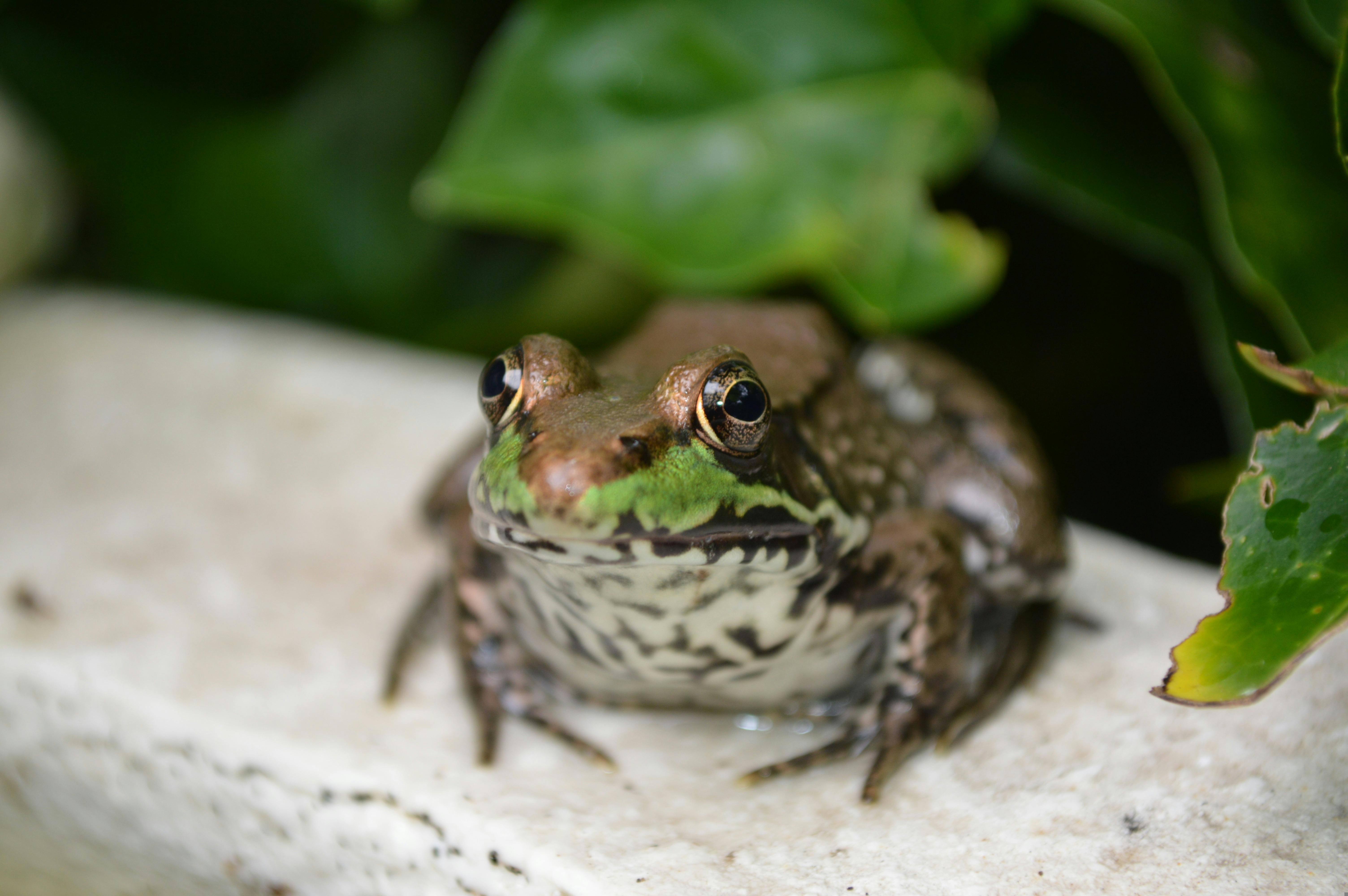 Frog on Body of Water during Daytime · Free Stock Photo