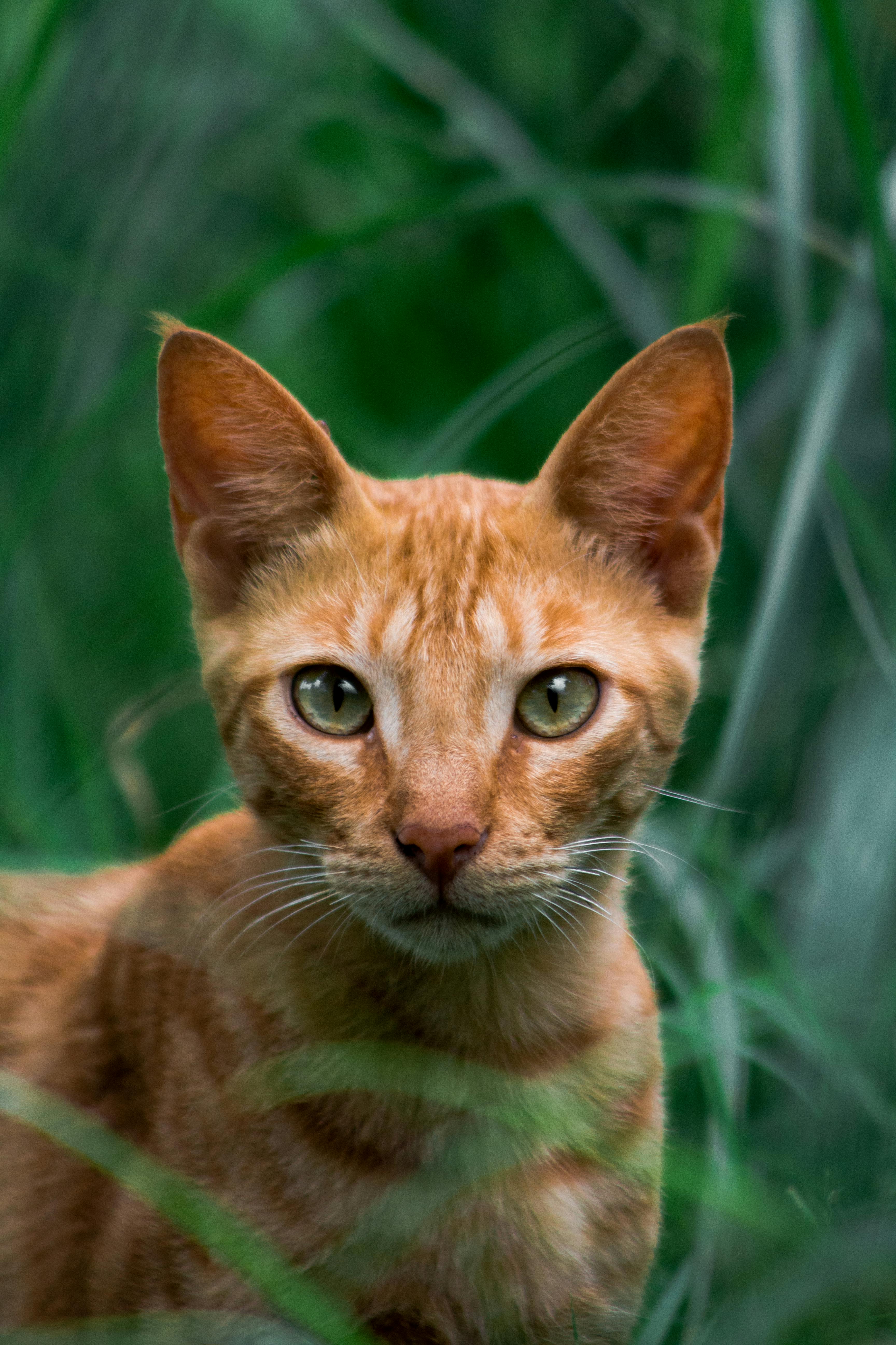 Pakistan Cat Photos, Download The BEST Free Pakistan Cat Stock Photos ...